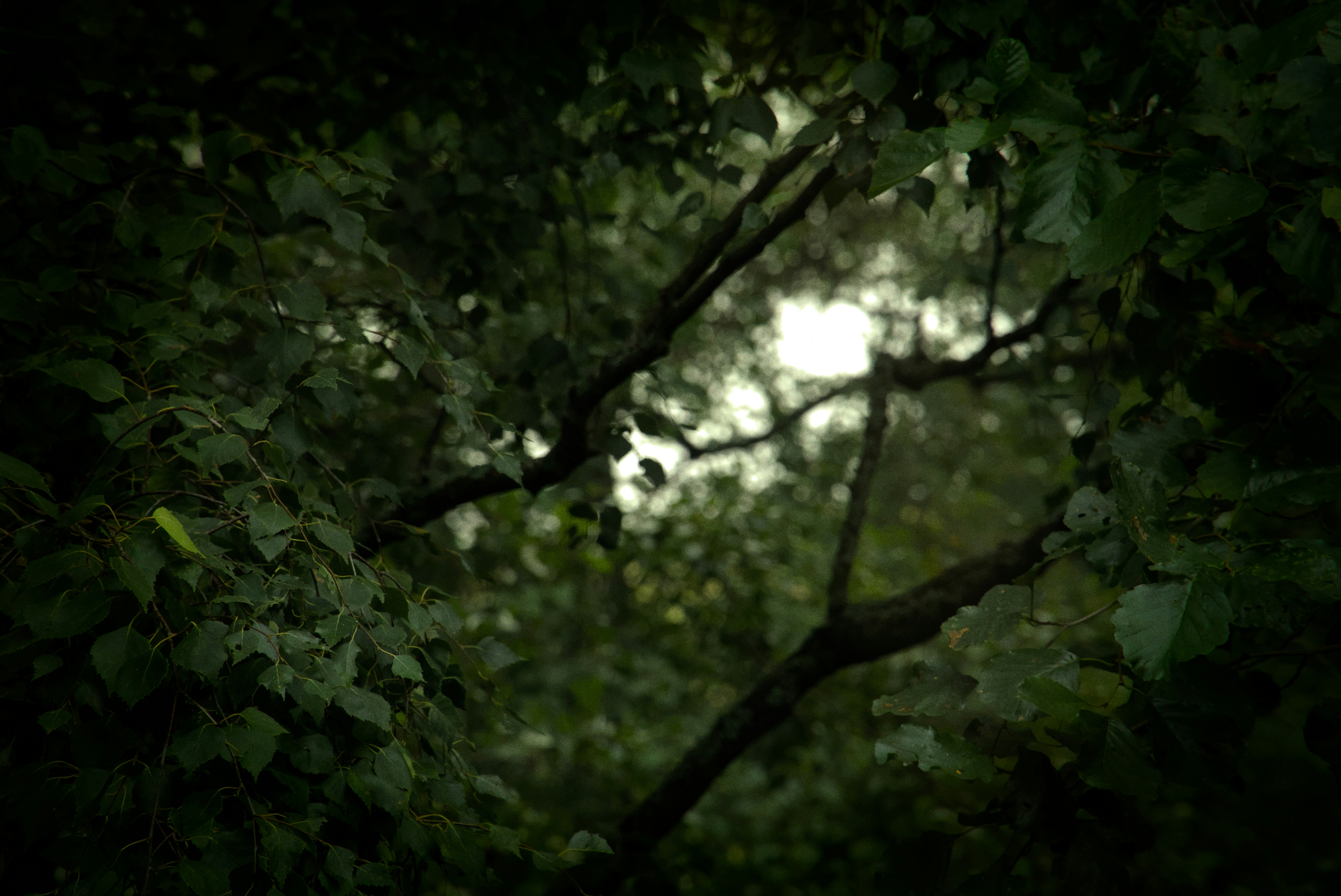 Dense foliage framing a soft light source peeking through the trees, creating a tranquil atmosphere. The image captures the essence of nature's embrace.