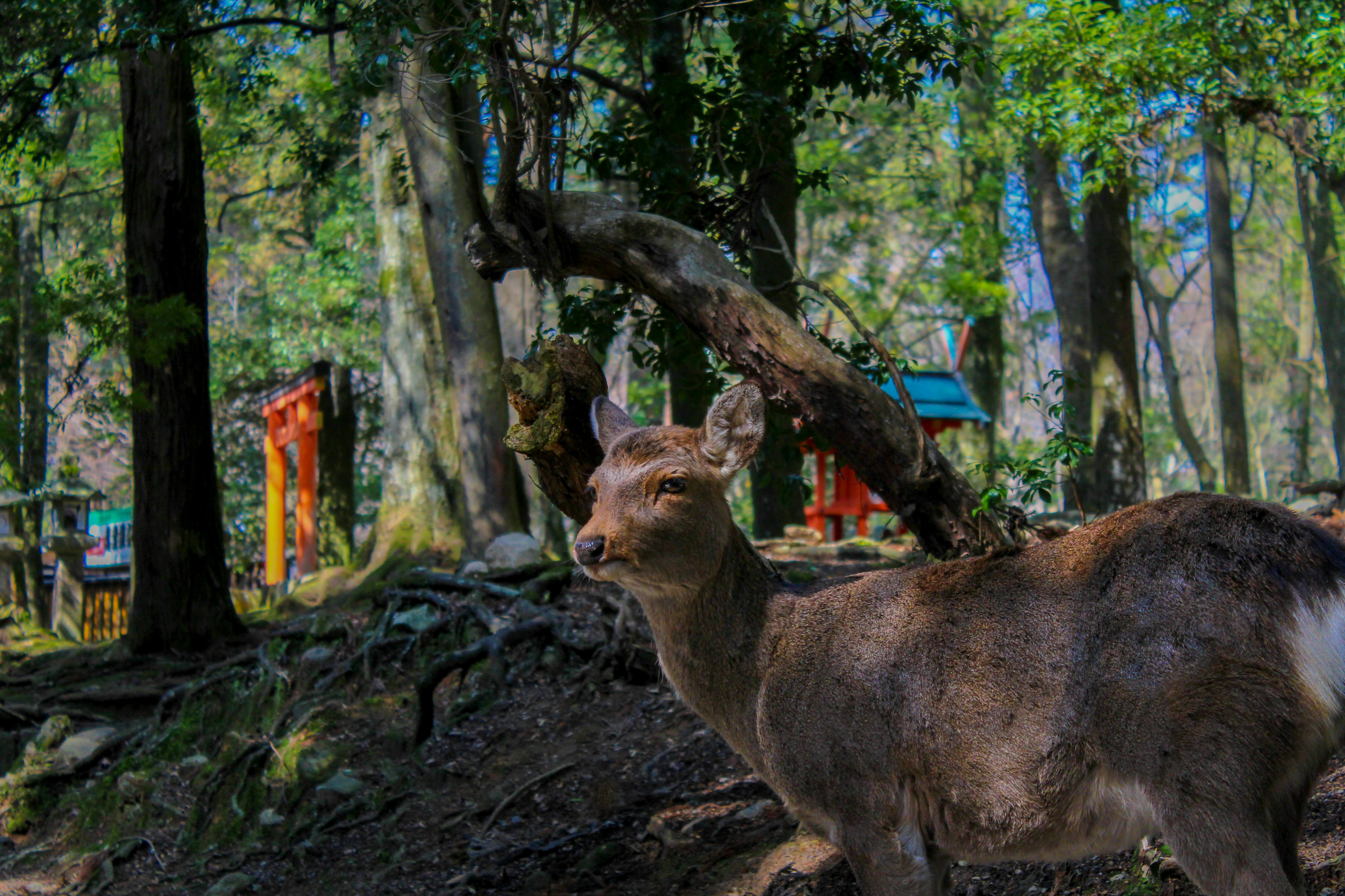 Curious Deer Pauses in a Sunlit Forest Near Hidden Playground
