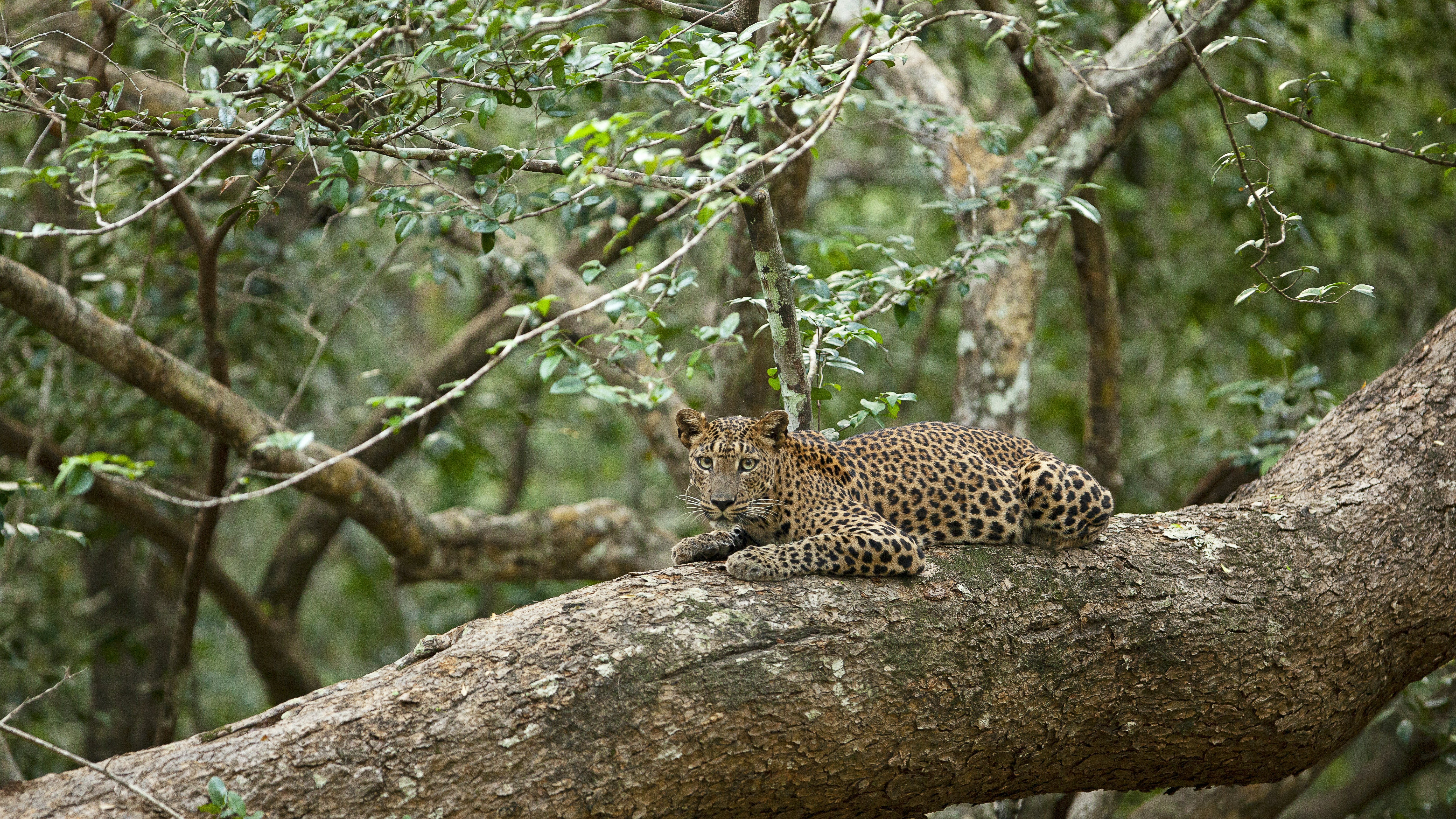 Leopard Cub Repose on a Sunlit Forest Branch