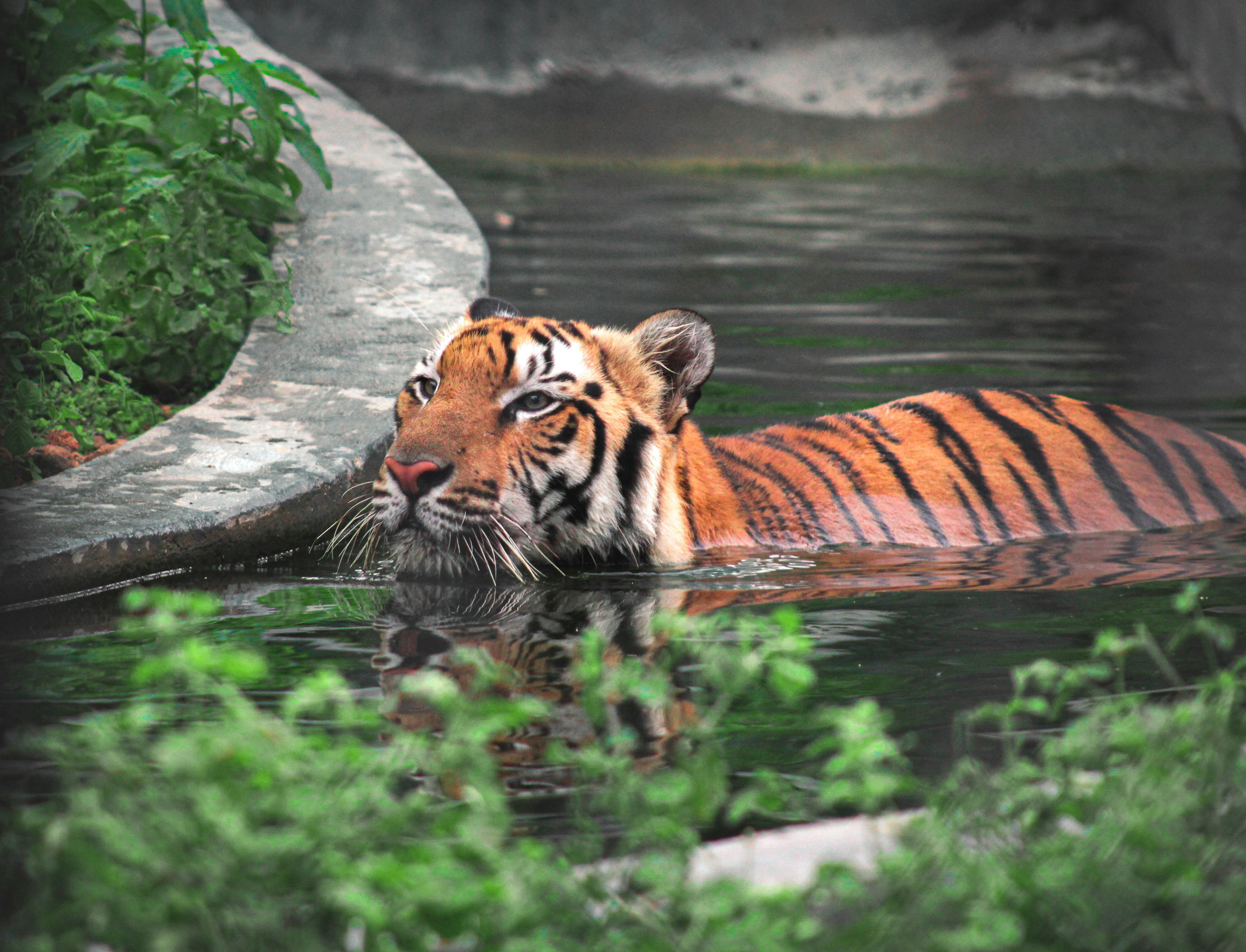 A tiger in water photo – Free Tamil nadu Image on Unsplash