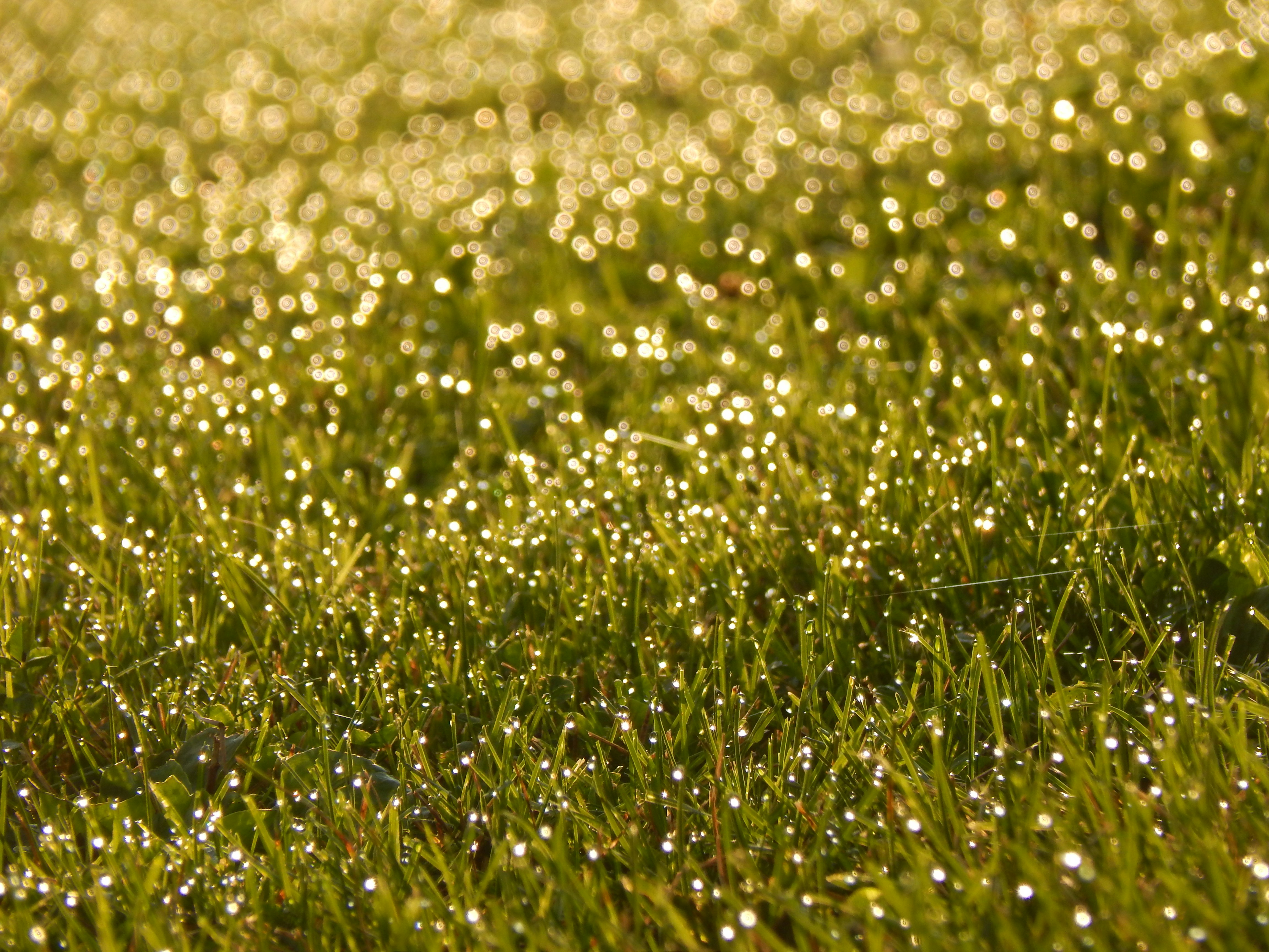 Golden dew droplets sparkle on a sunlit grass field, revealing a tapestry of glistening highlights and morning texture.