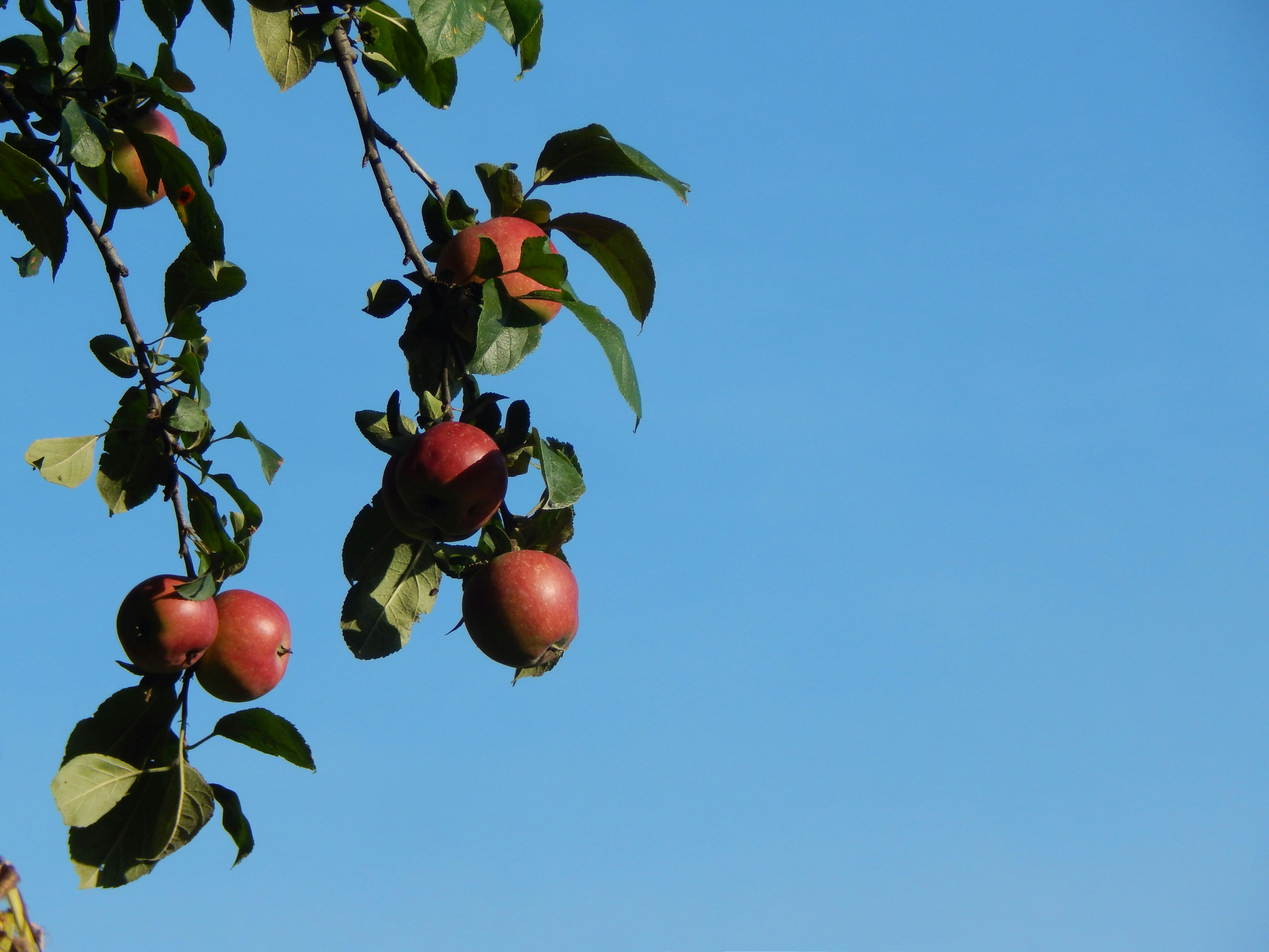 Branch laden with ripe red apples against a clear blue sky.