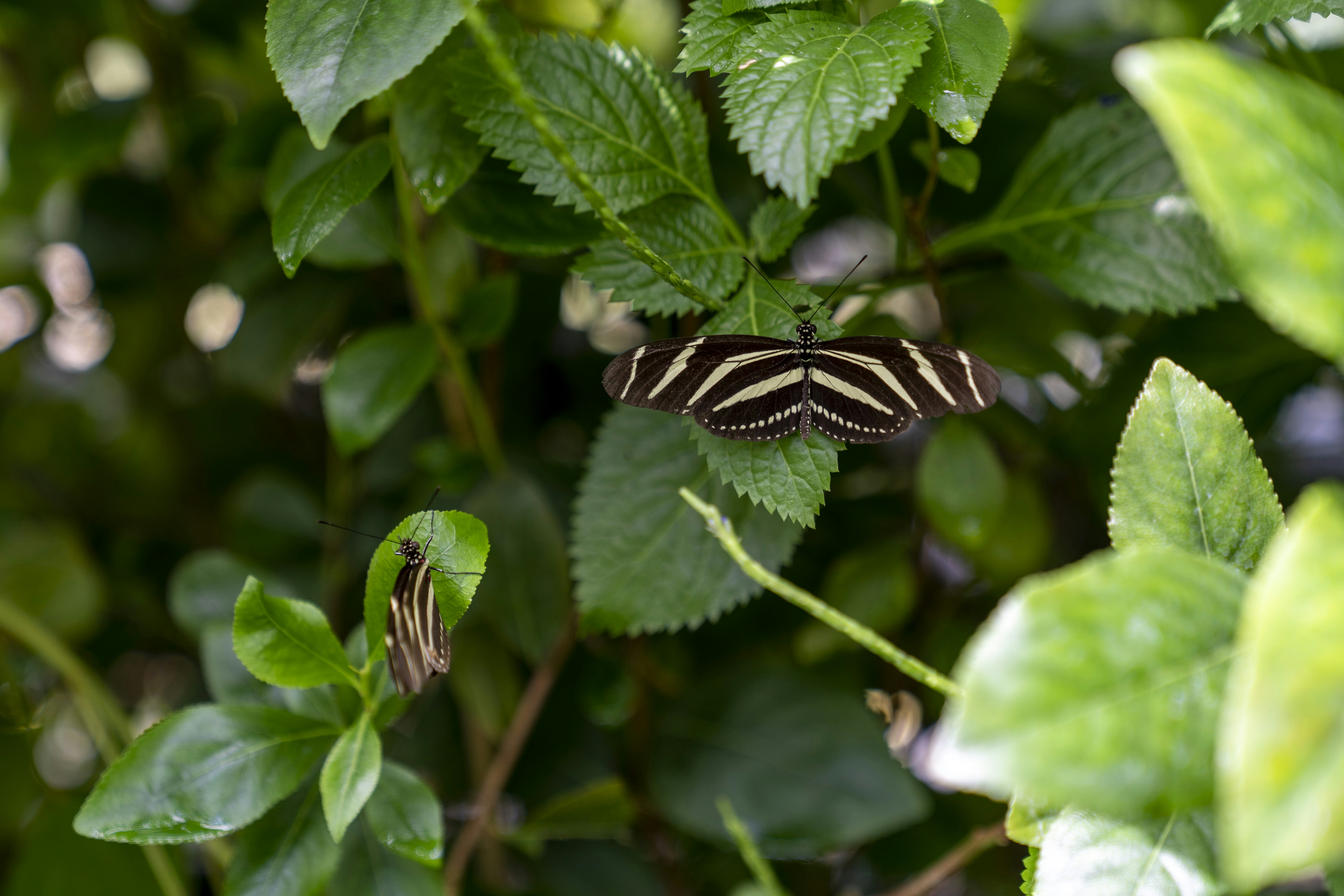 Zebra-striped butterfly pauses on emerald leaves in dappled light