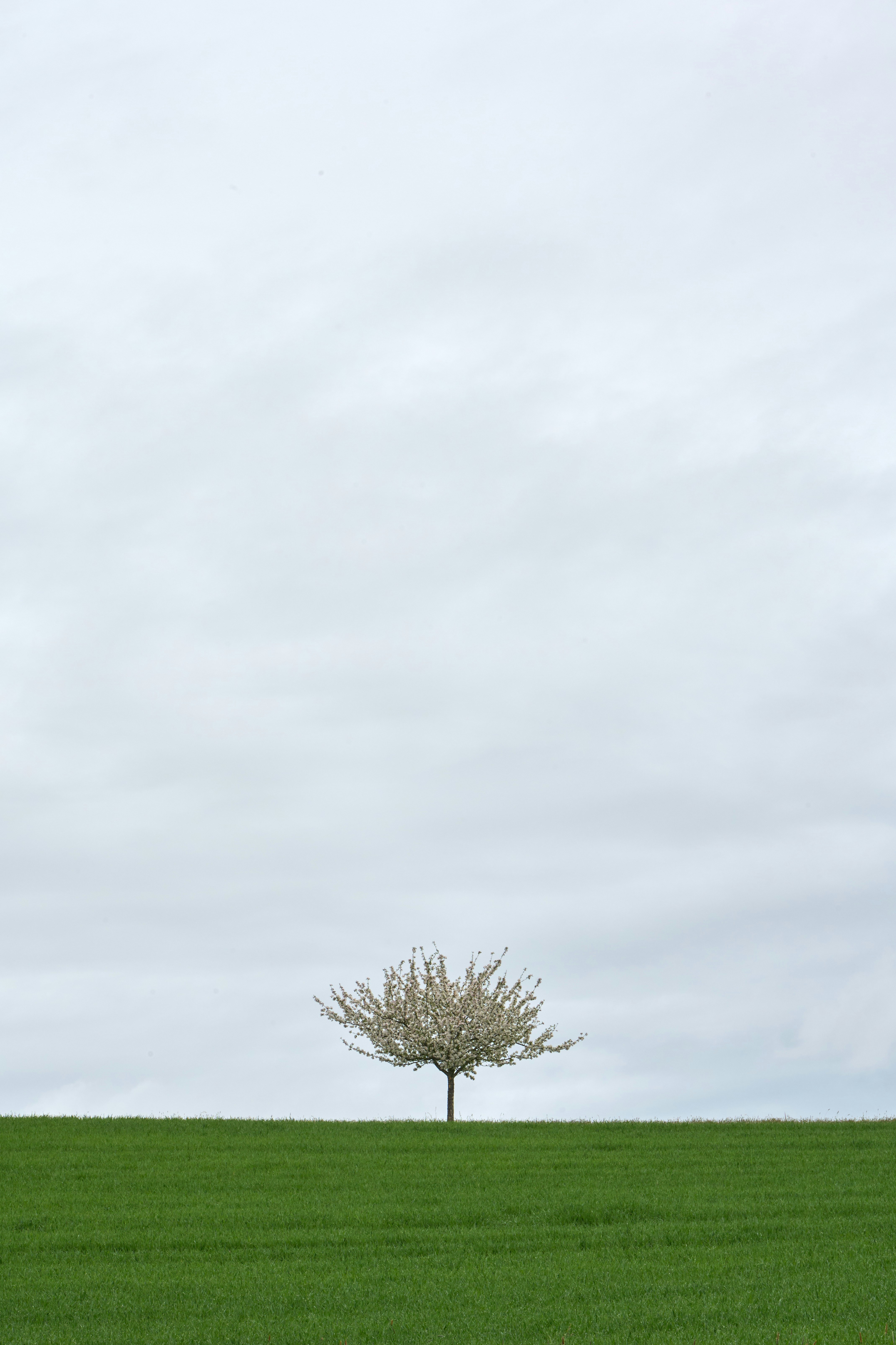 A lone flowering tree stands against a backdrop of expansive green grass and overcast sky, embodying tranquility and simplicity.