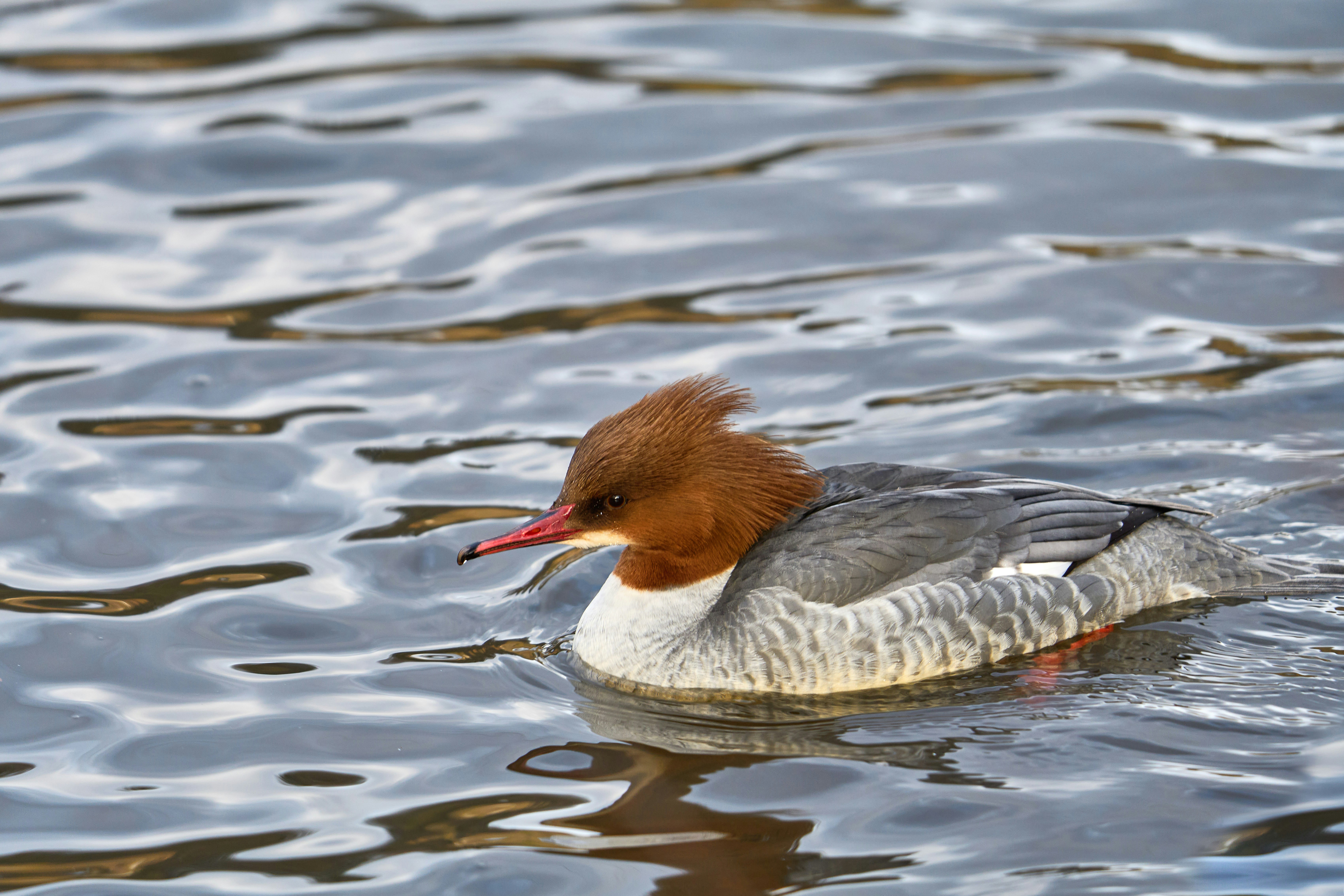 A bird swimming in water photo – Free Brown Image on Unsplash