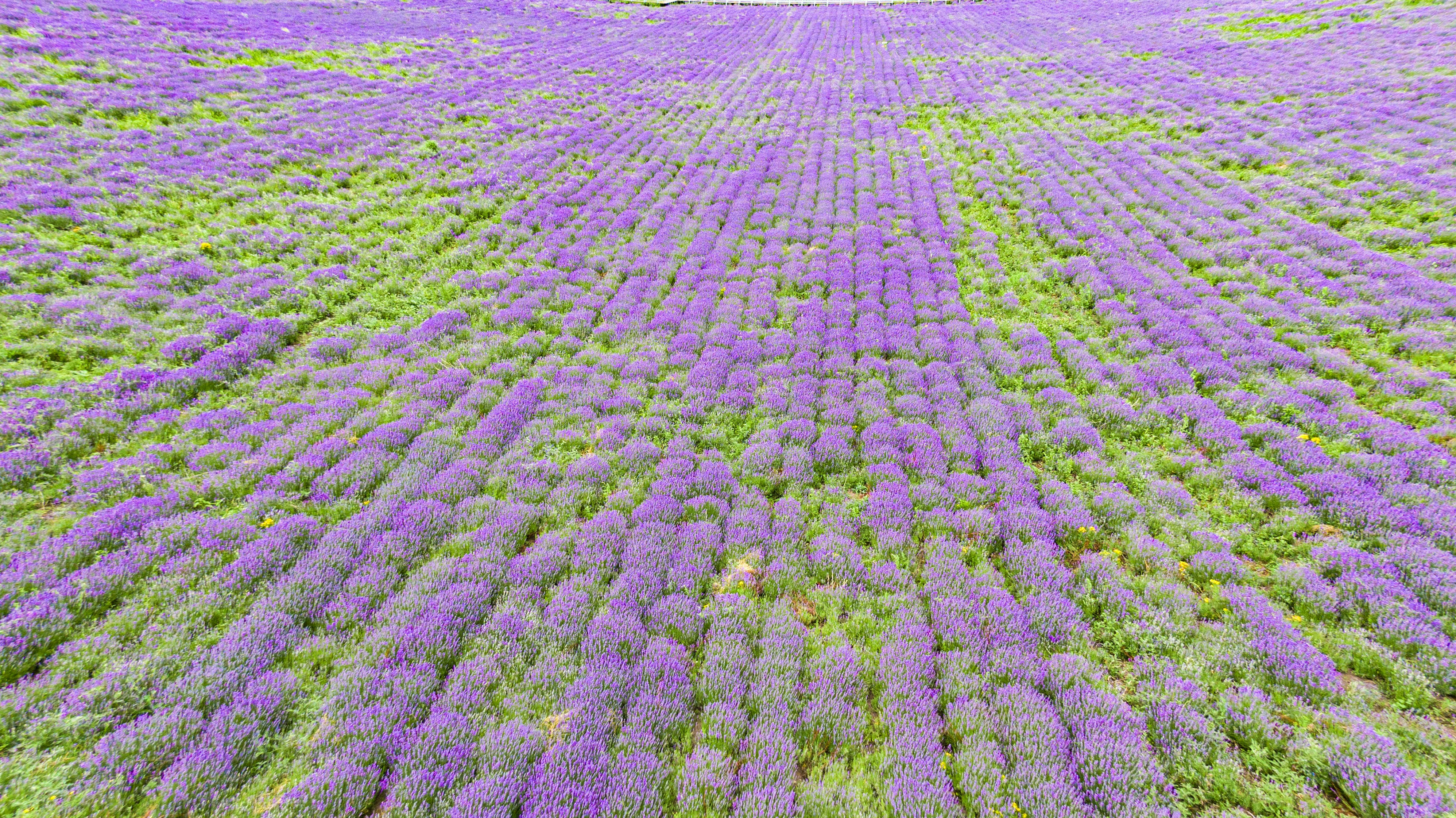 a field of purple flowers