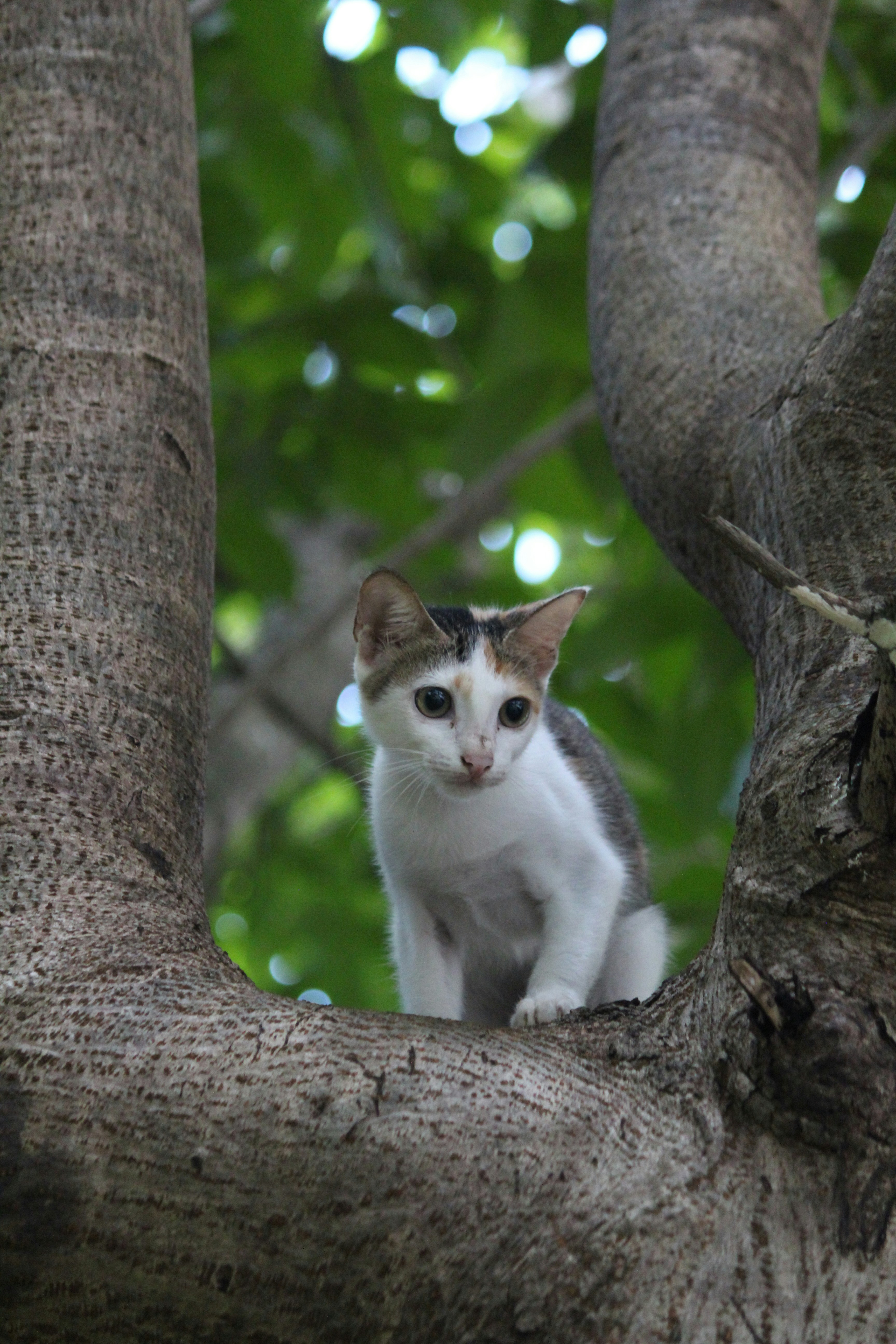 A cat in a tree photo – Free Srinivasnagar Image on Unsplash