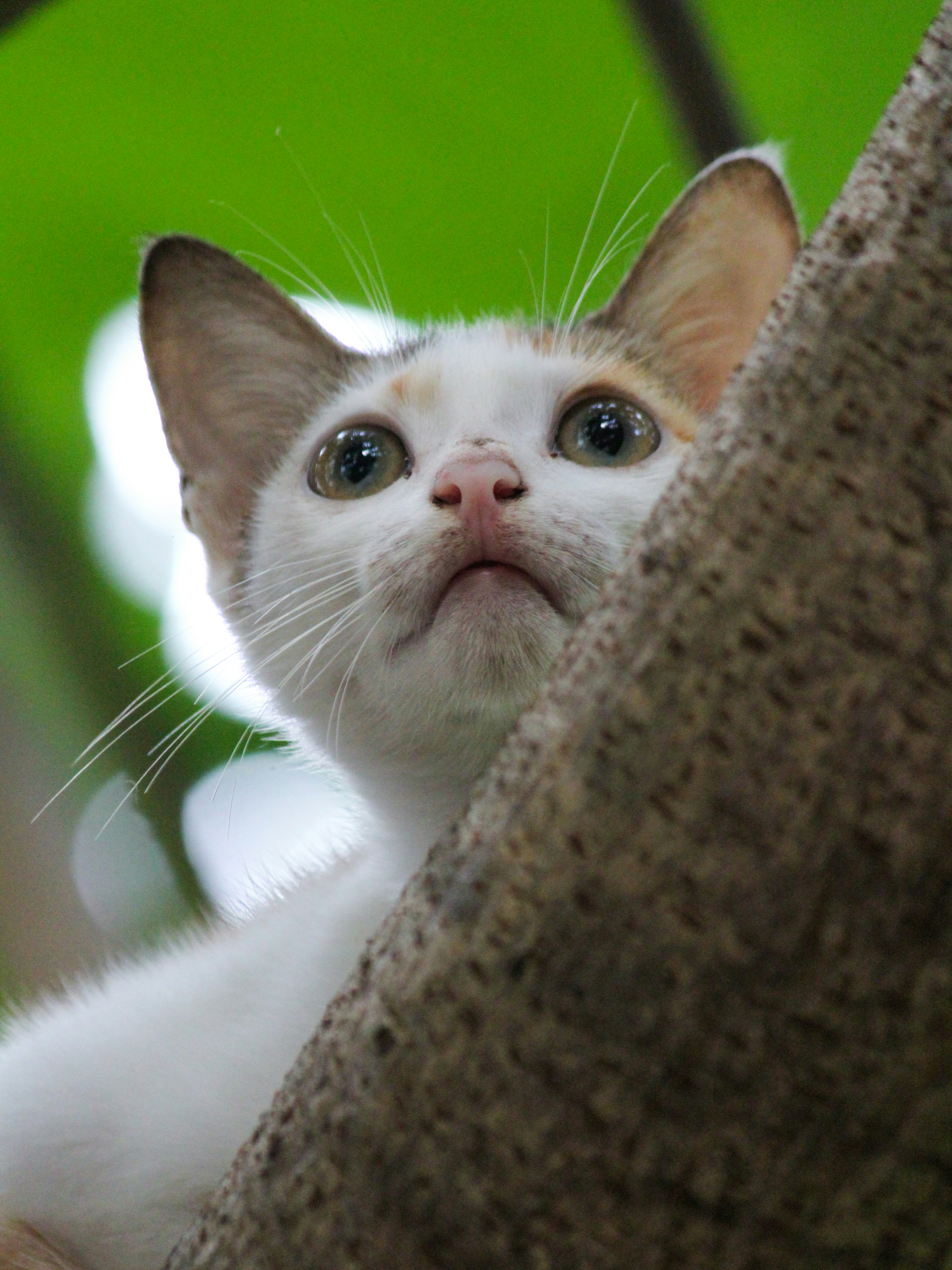 A cat with a human face photo – Free National institute of technology ...