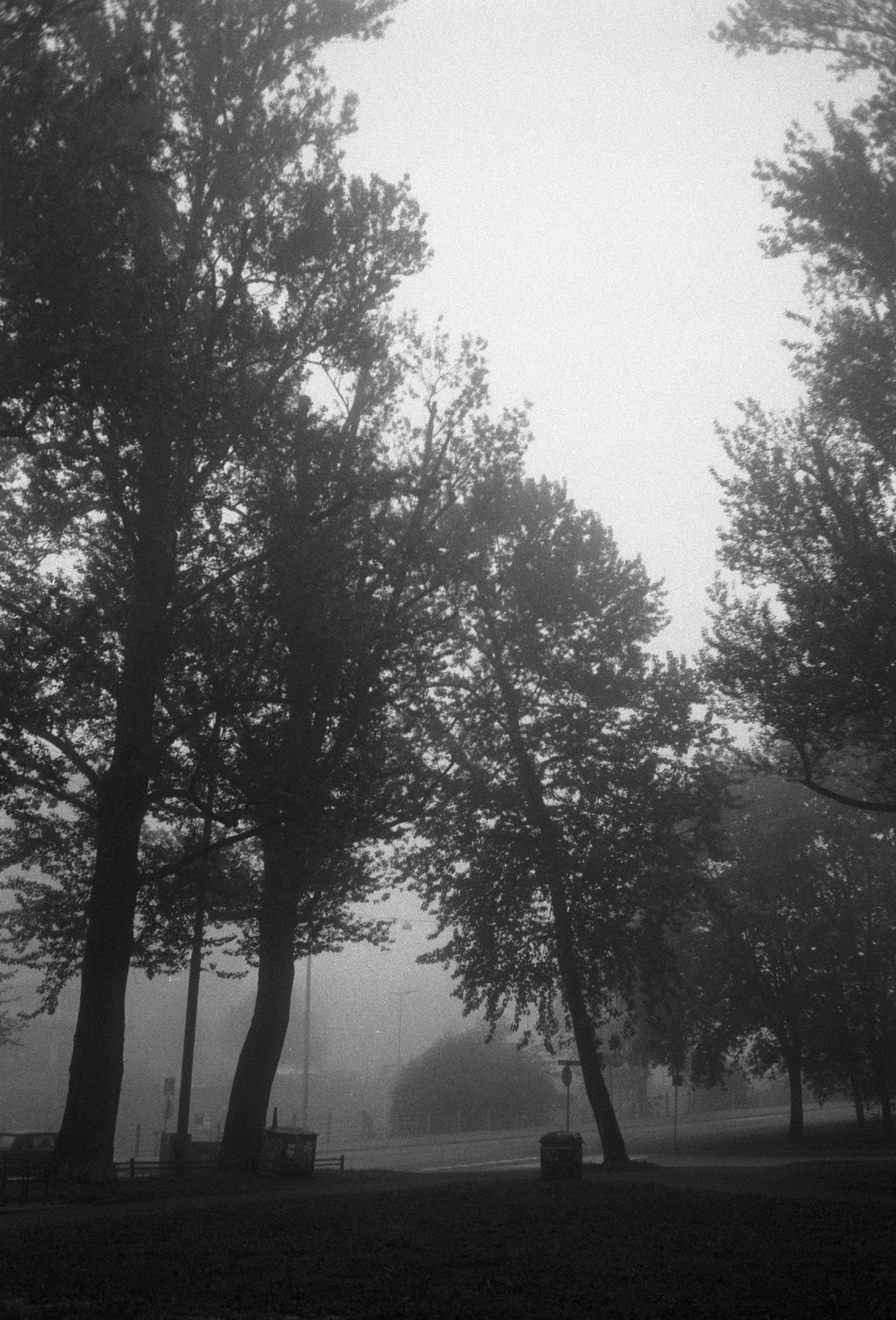 Mist Among the Pines: A Quiet Gray Park at Dawn