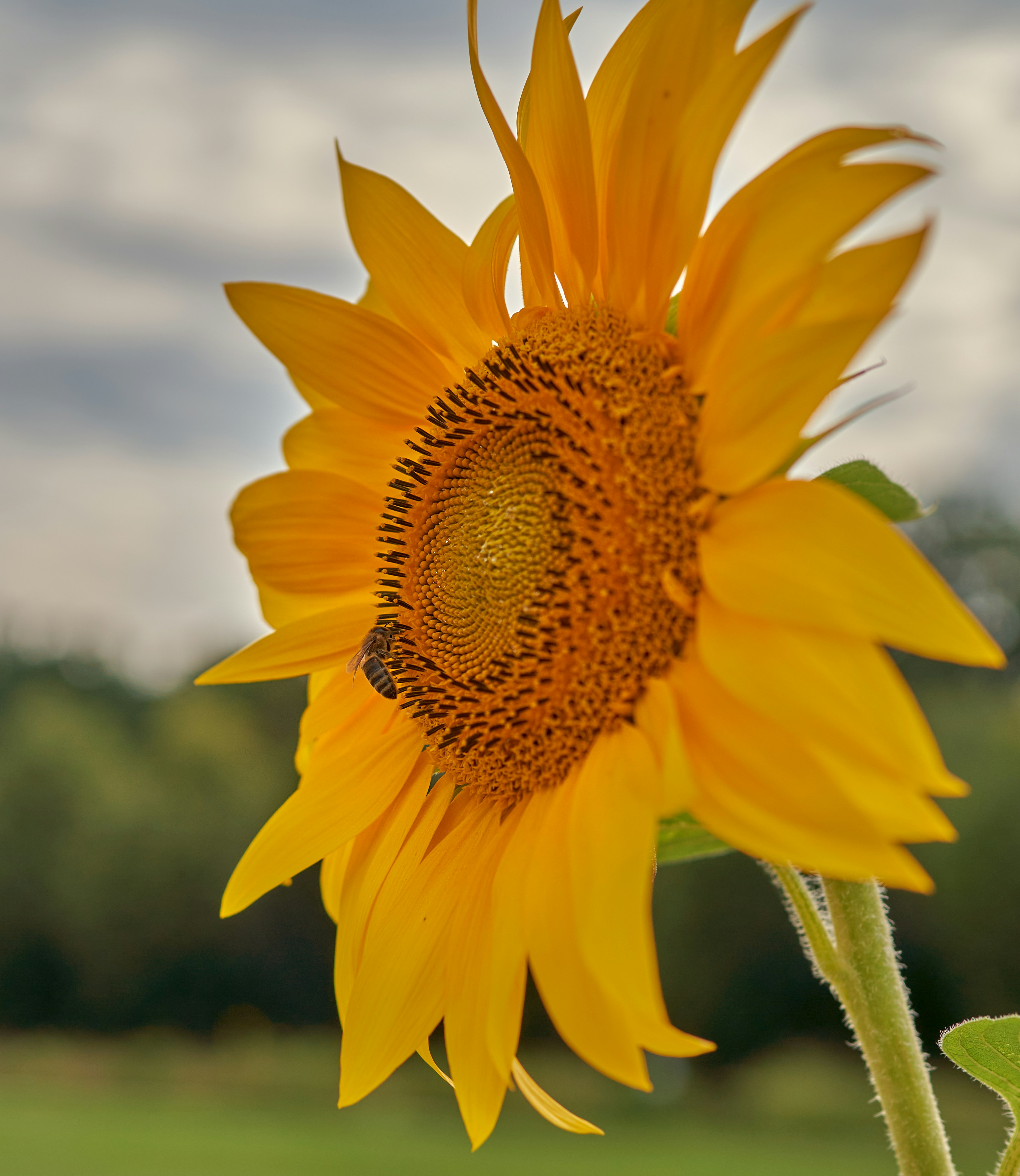 Bee at the Golden Core: A Sunflower Close-Up