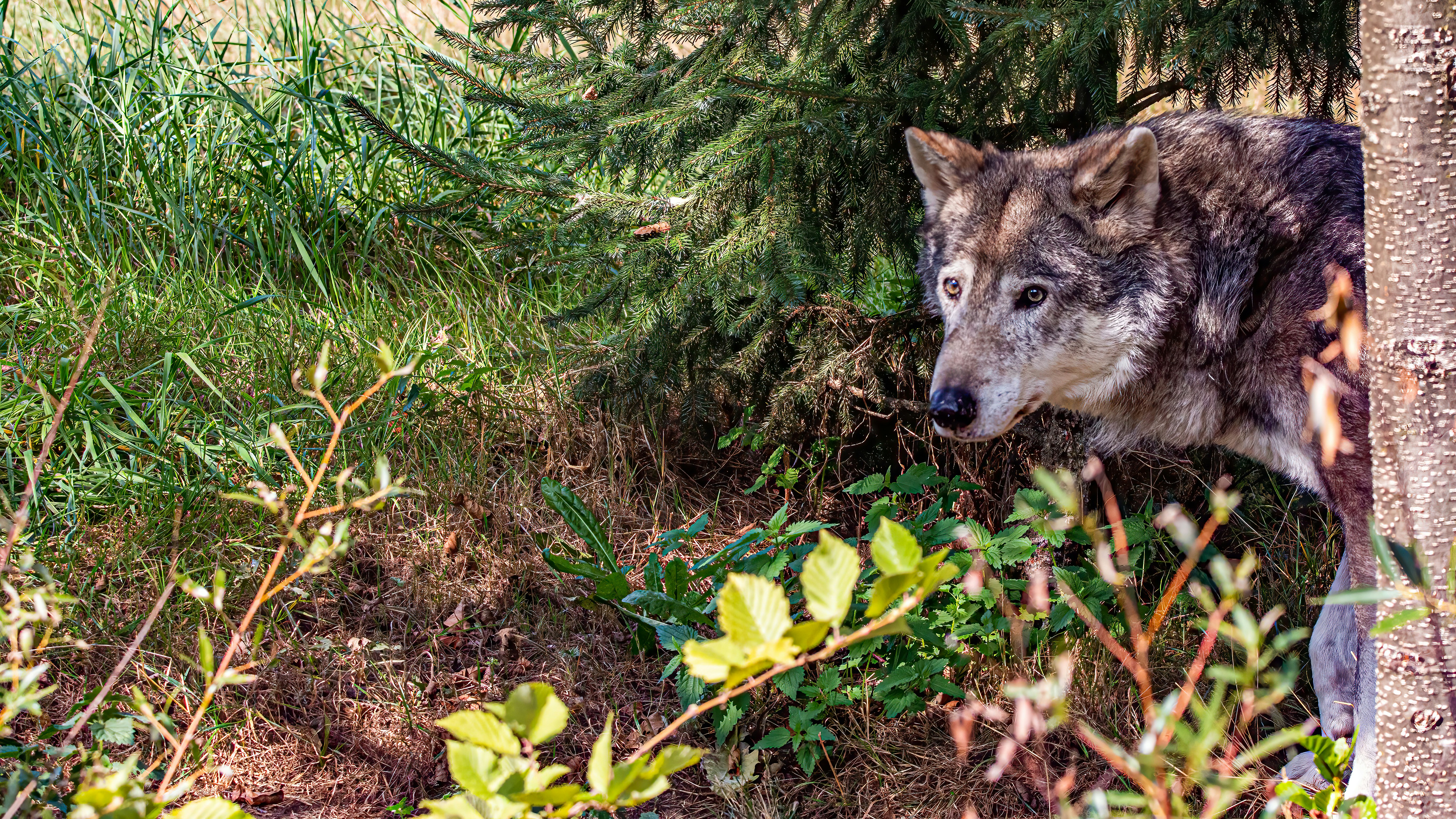 A wolf in the grass photo – Free Wolf Image on Unsplash