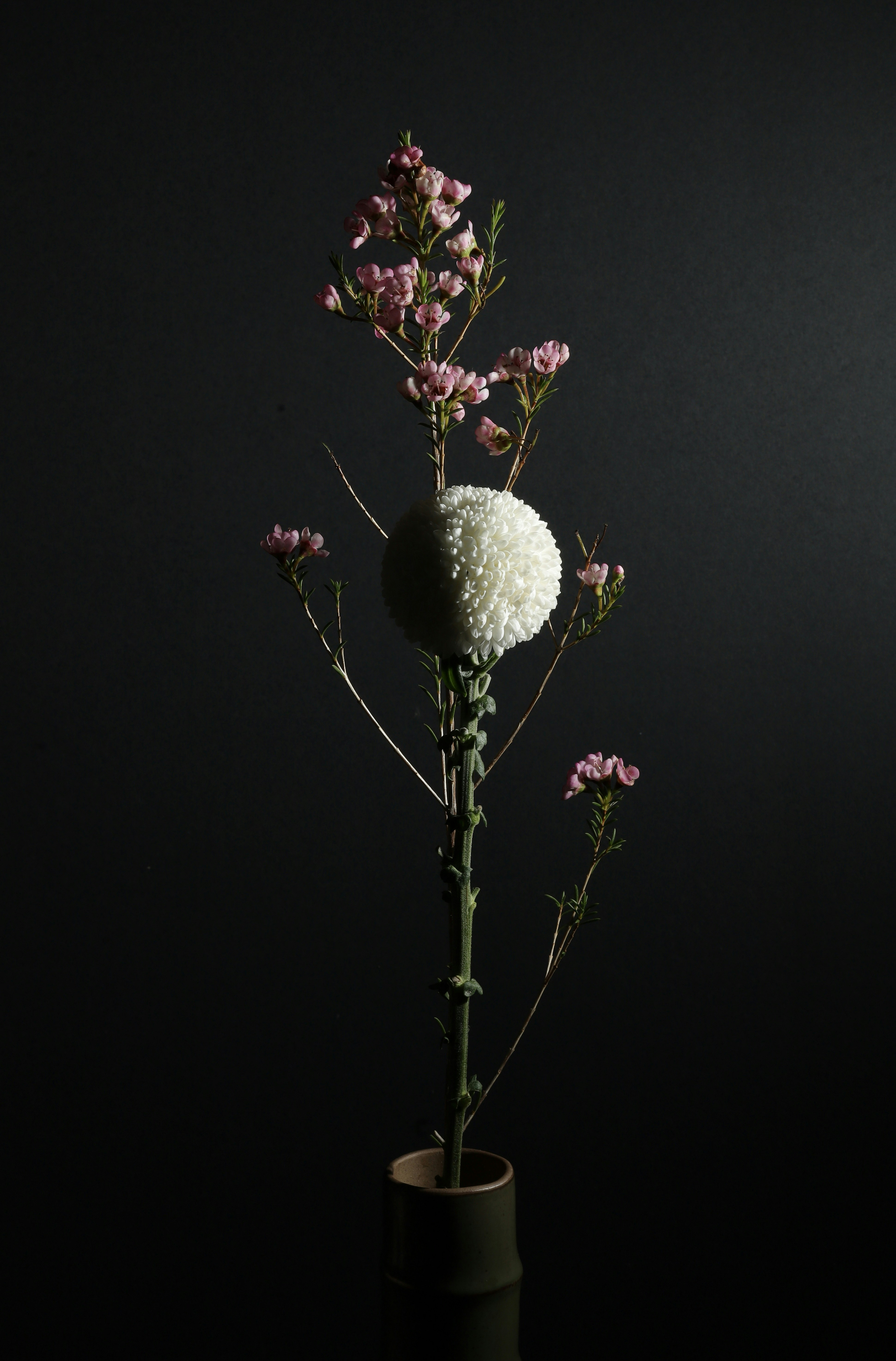 White Globe Blossom Rising Through Pink Sprigs Against Velvet Darkness