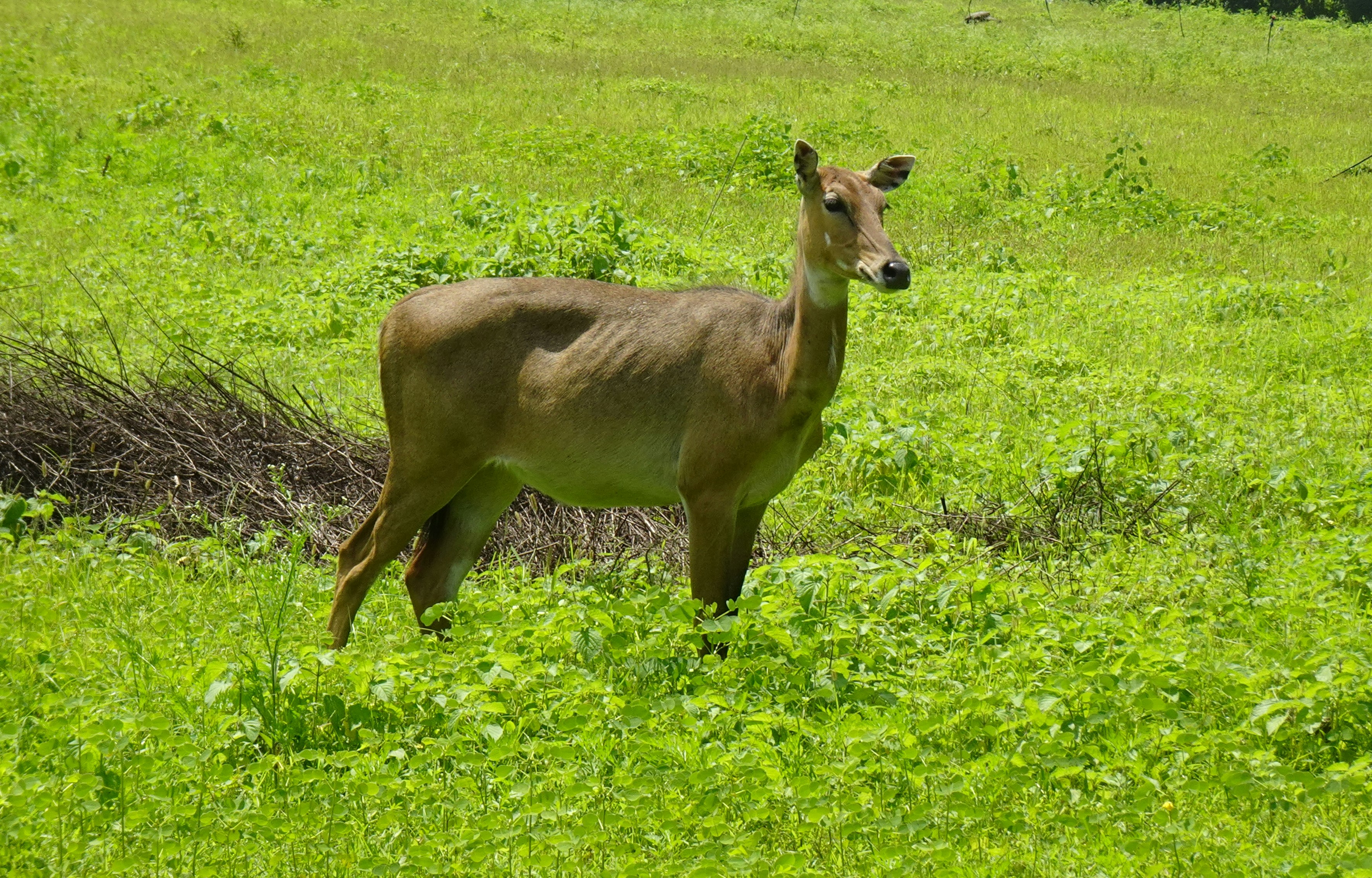 A lone deer stands amidst a vibrant green field, showcasing the tranquility of wildlife in its natural habitat.