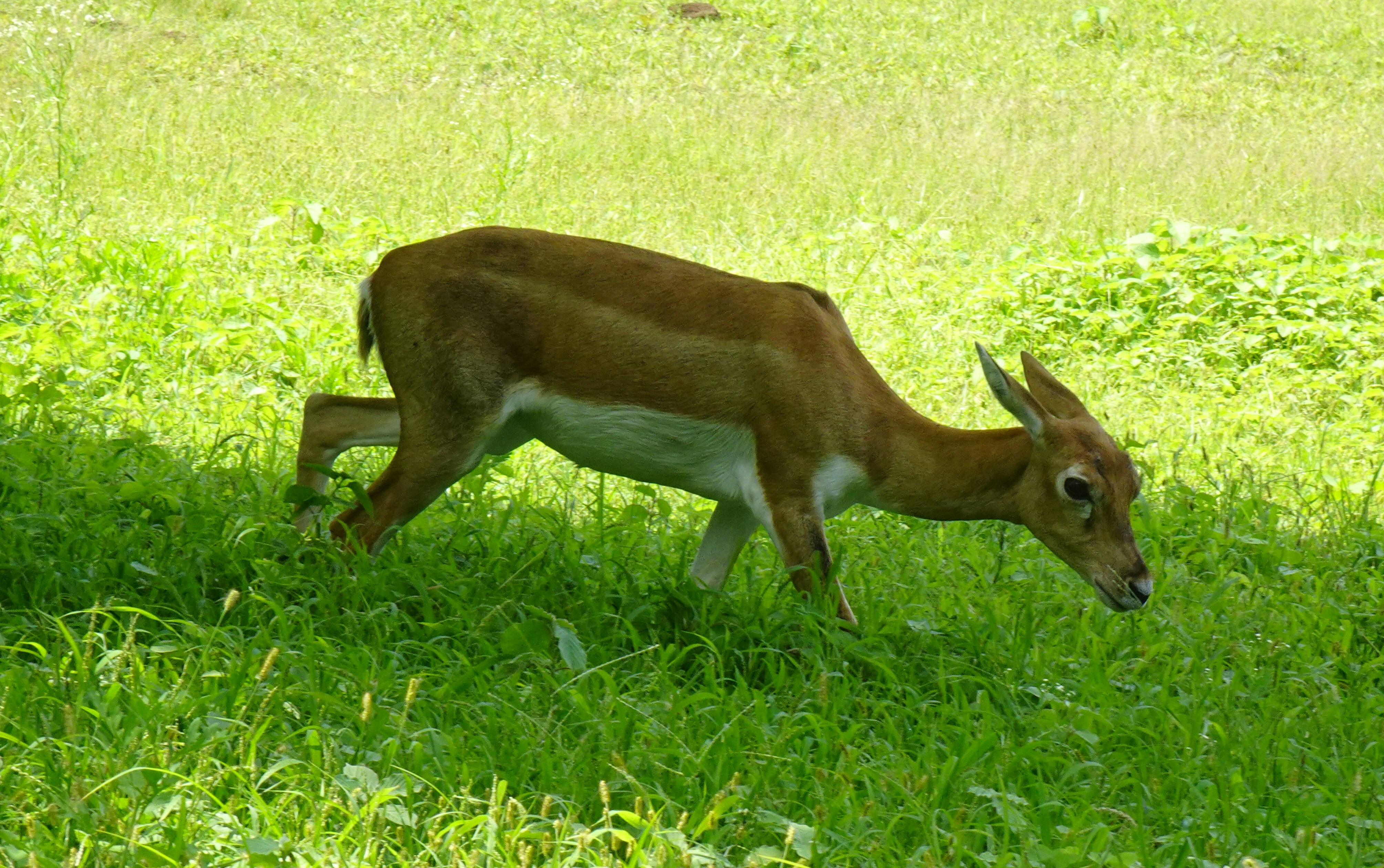 A deer grazes in a sunlit grassy meadow.