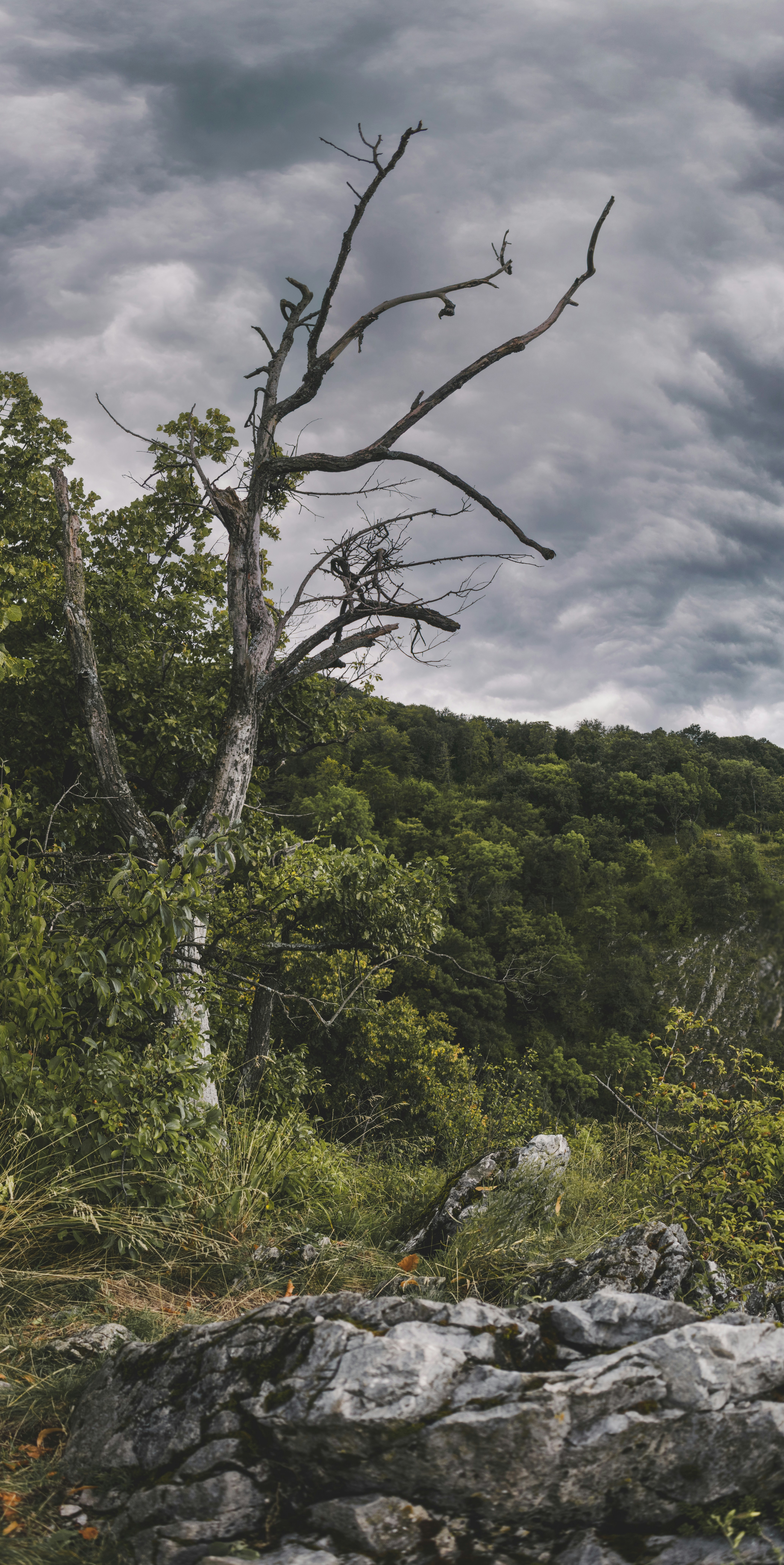 Lone Dead Tree Framed by Verdant Ridge Under Turbulent Clouds
