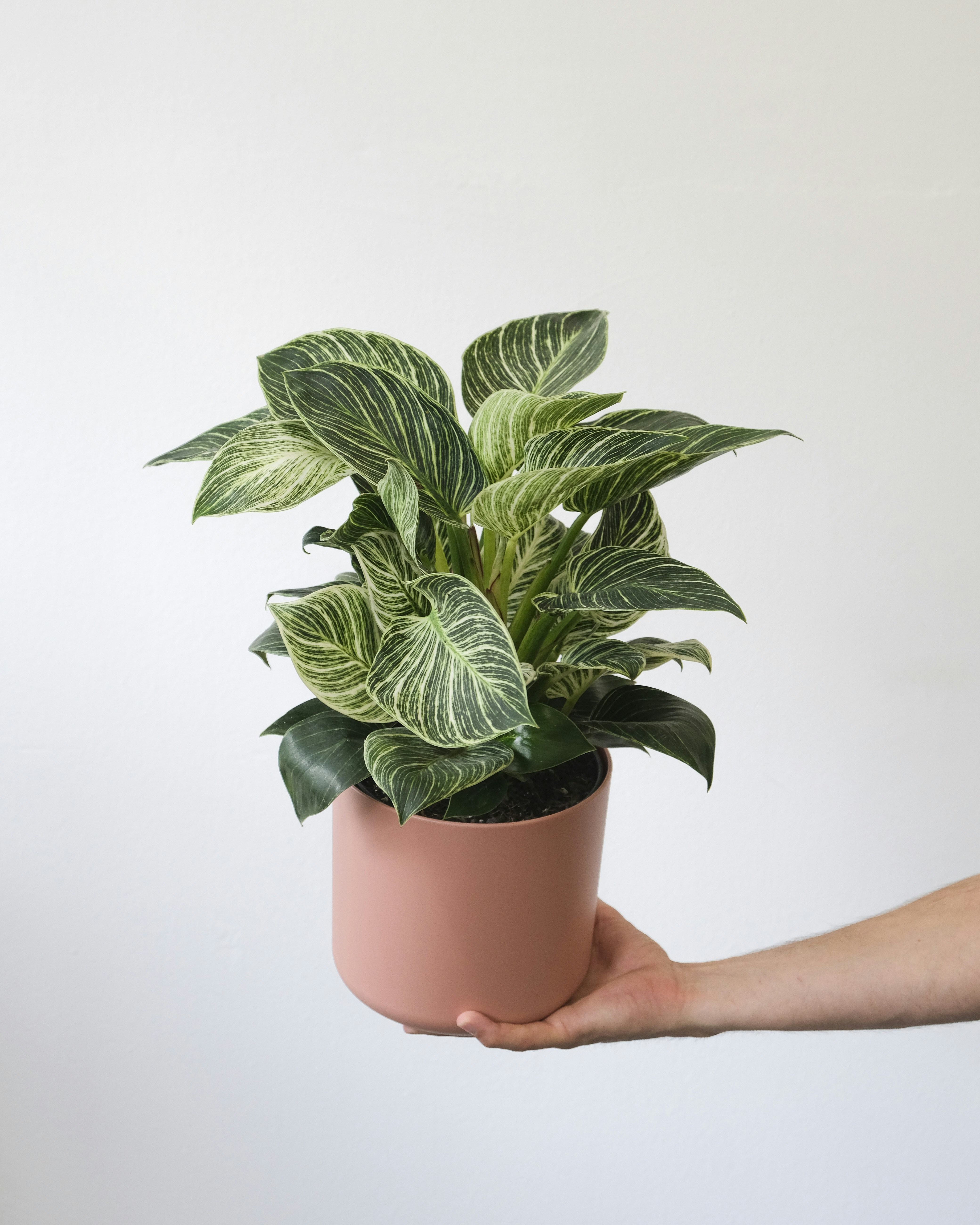 Elegance in Hand: Philodendron in Pastel Pink