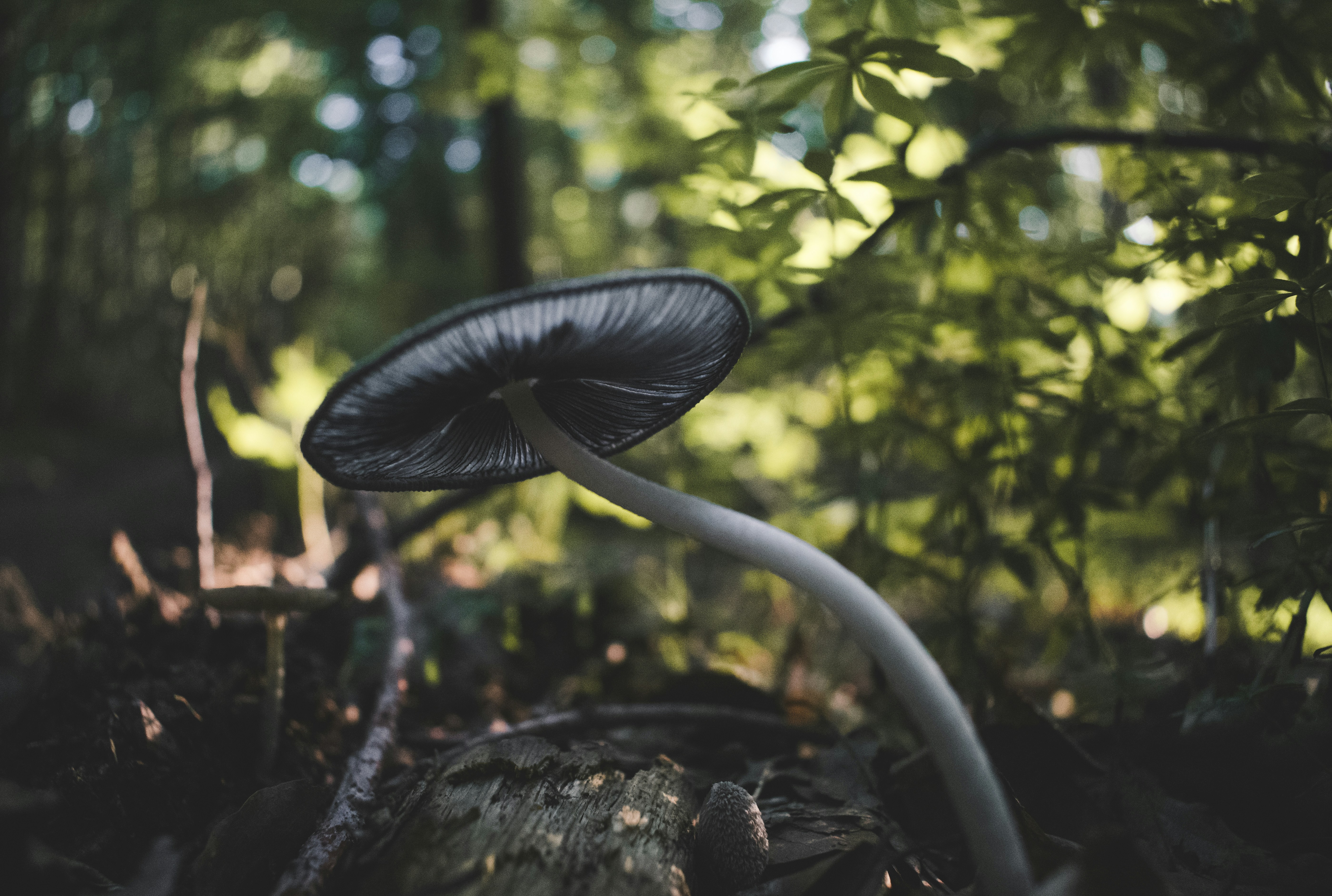 Curved Stalk in Dappled Light: A Lone Forest Mushroom