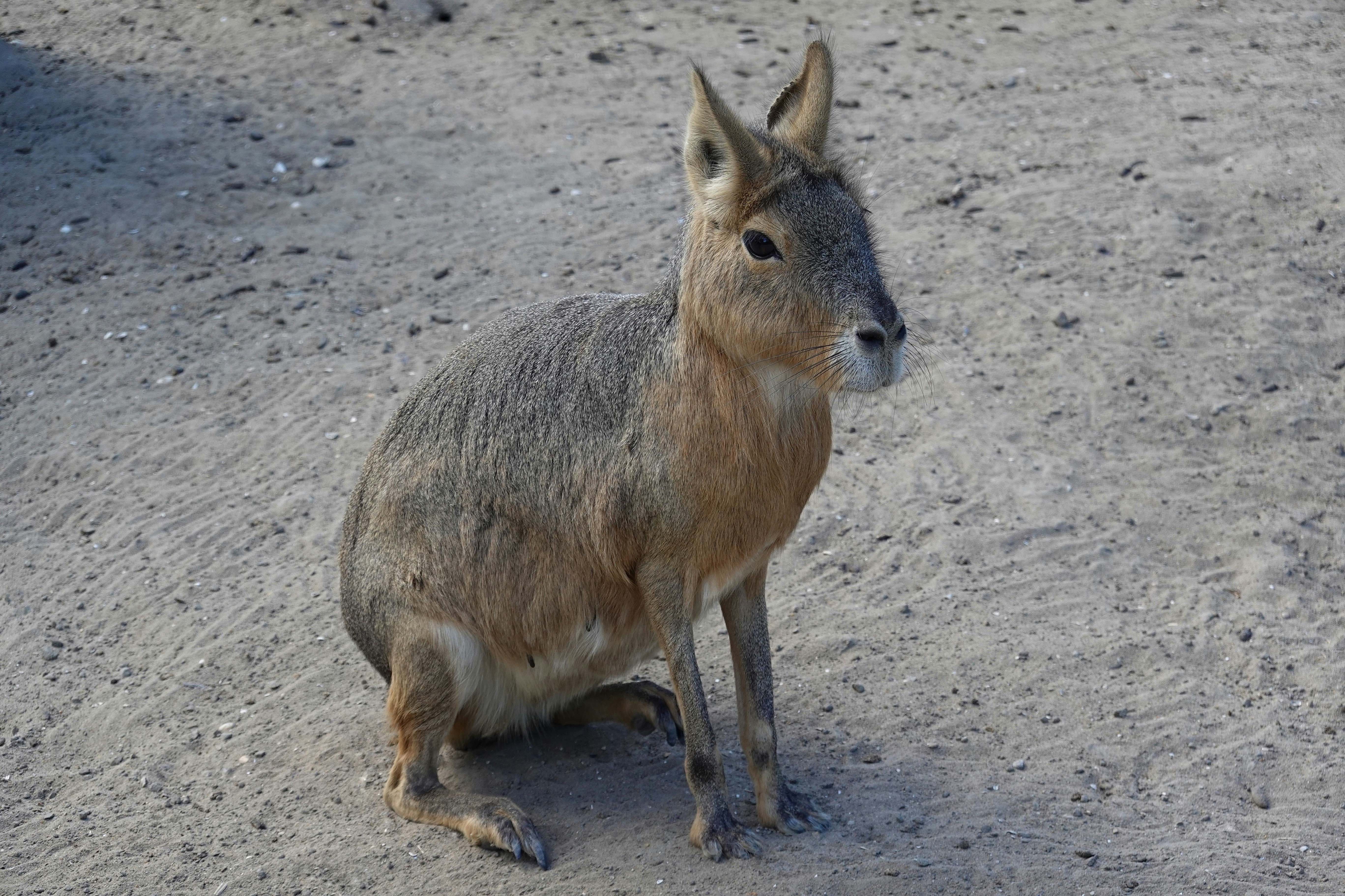 Desert-dusted Patagonian Patche: A Vicuna-like Quadroped on Gravel