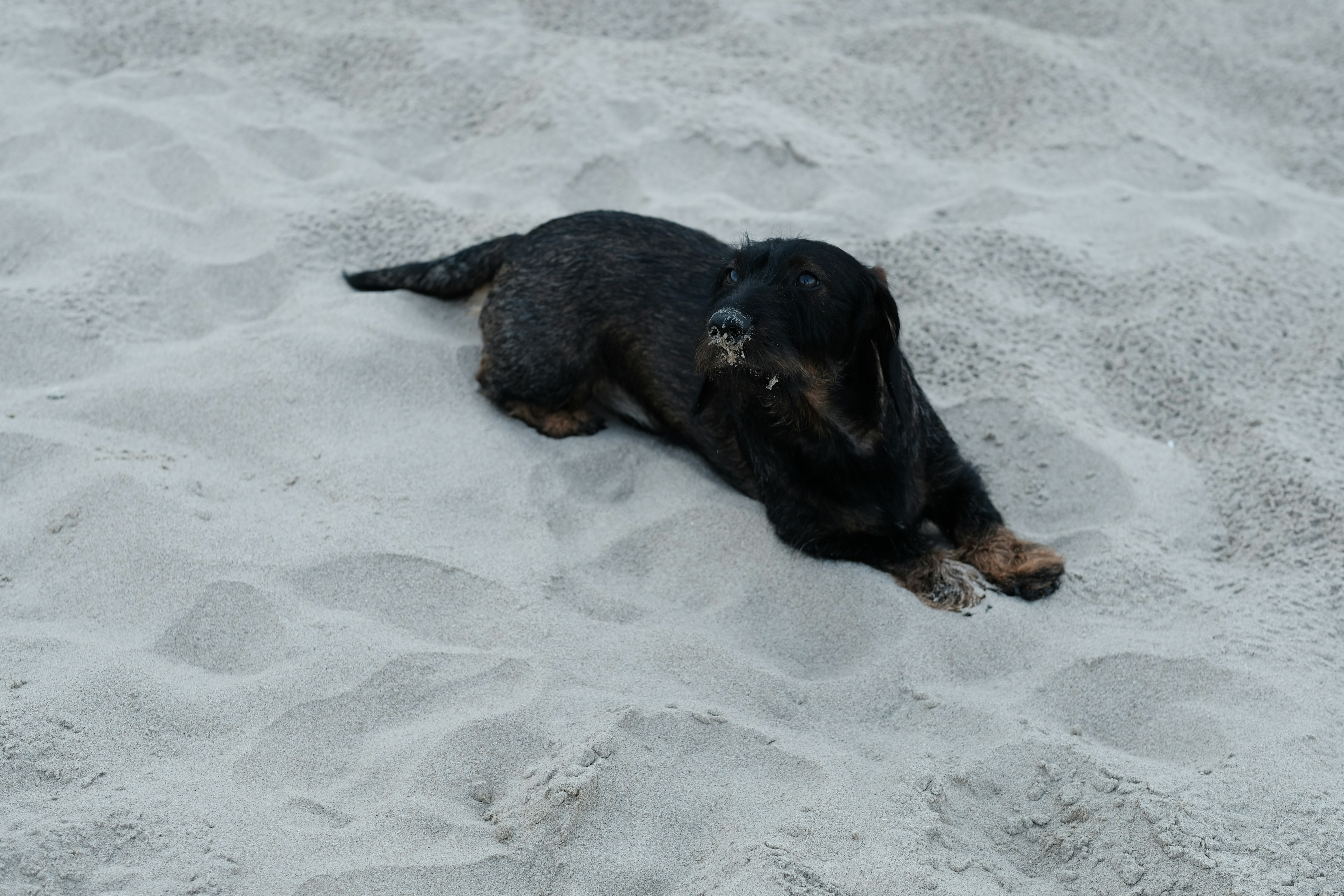 a dog lying in the snow