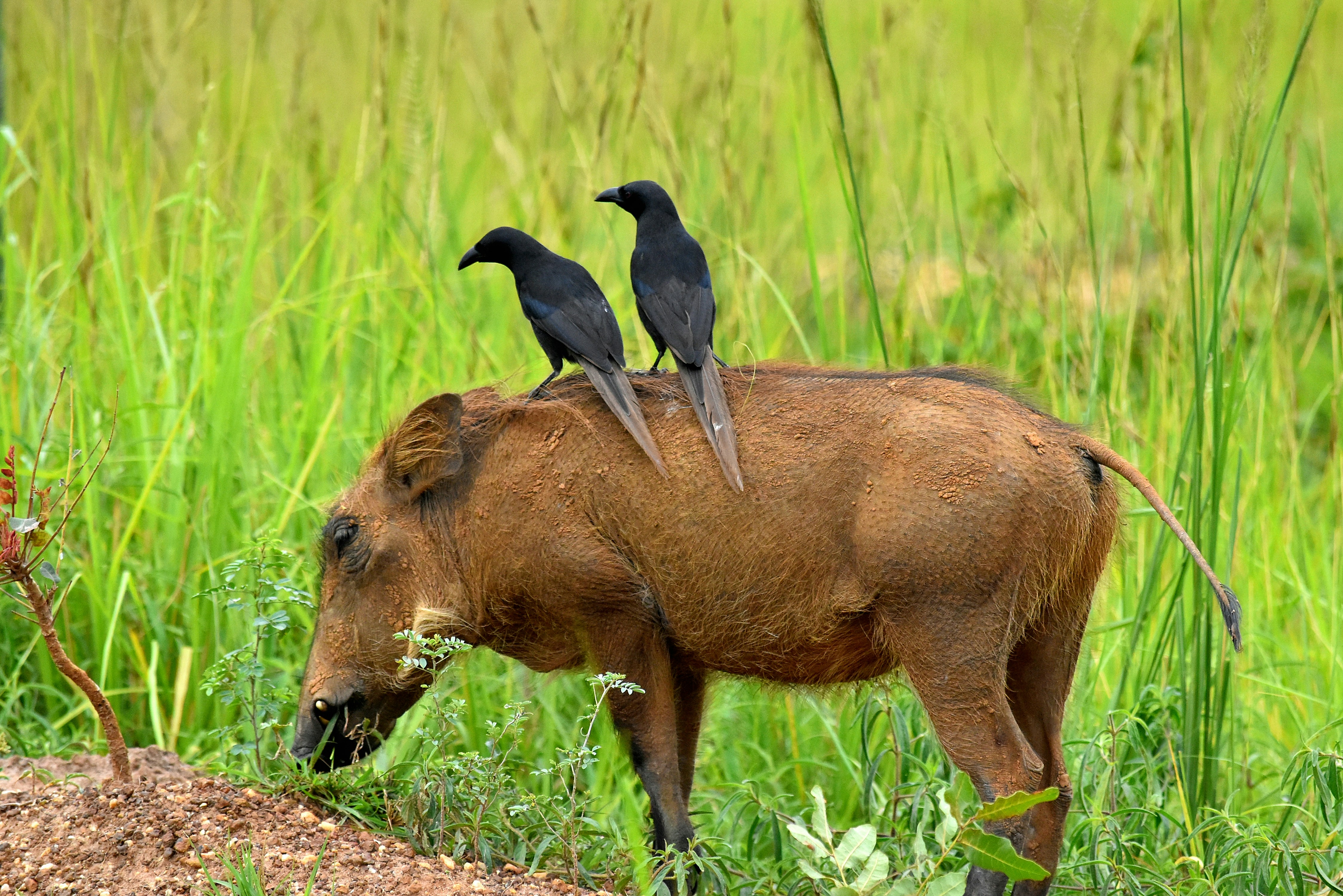 Oxpeckers sitting on top of warthog in Murchison Falls national park. Photo captured on a game drive through the park.