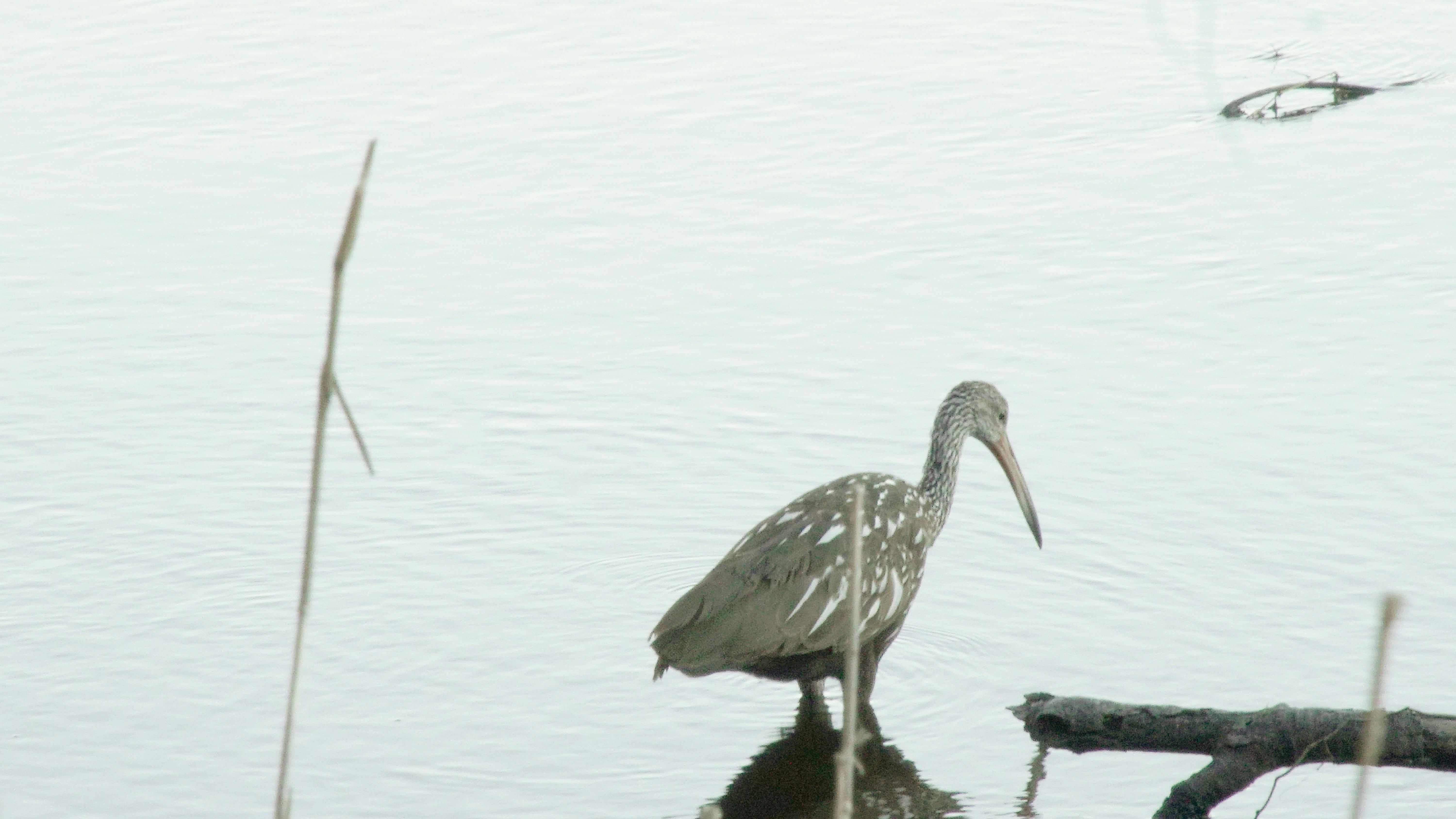 Heron standing quietly in shallow water surrounded by reeds and a fallen branch.