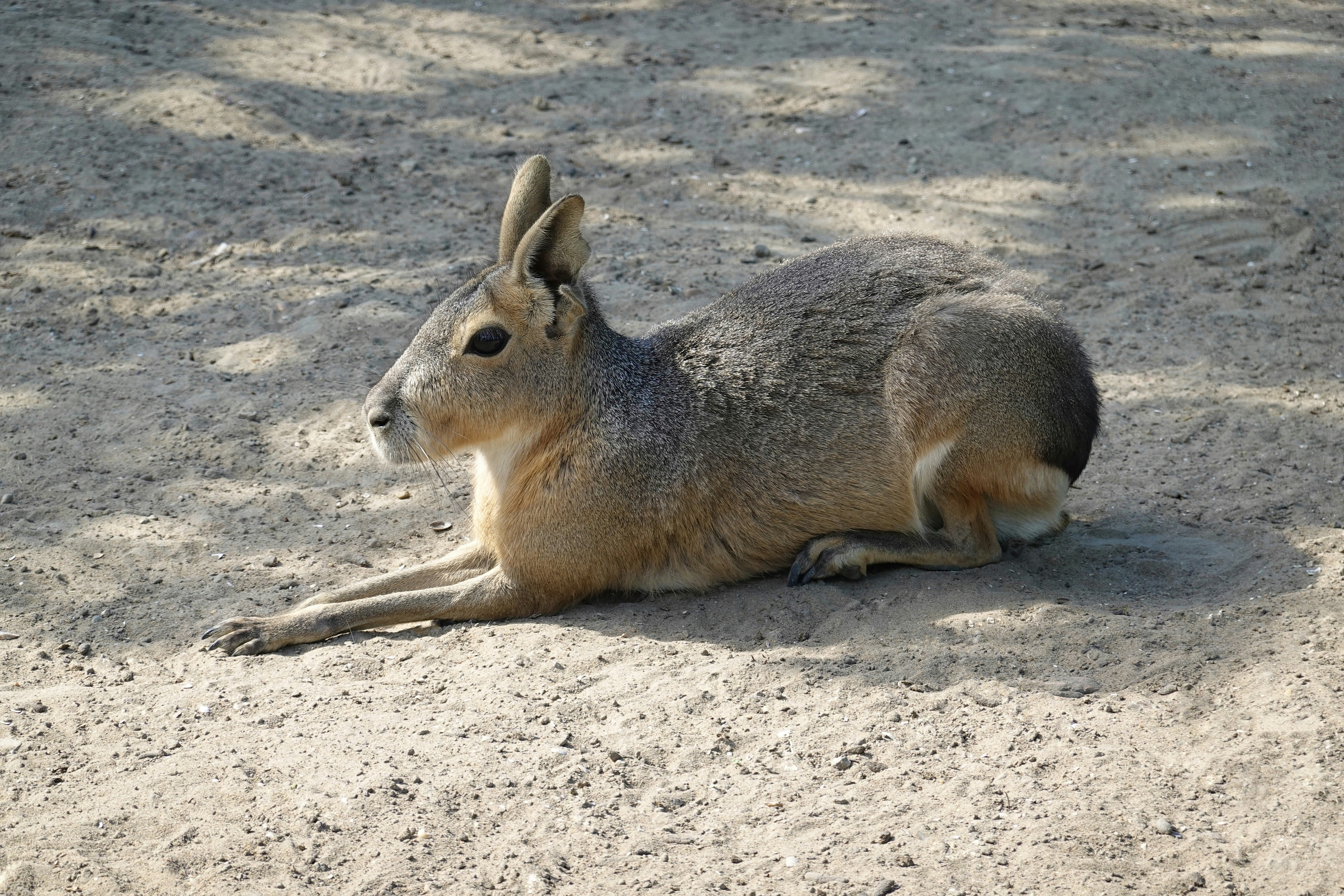 Patagonian mara resting on sandy ground, showcasing its unique features and calm demeanor.