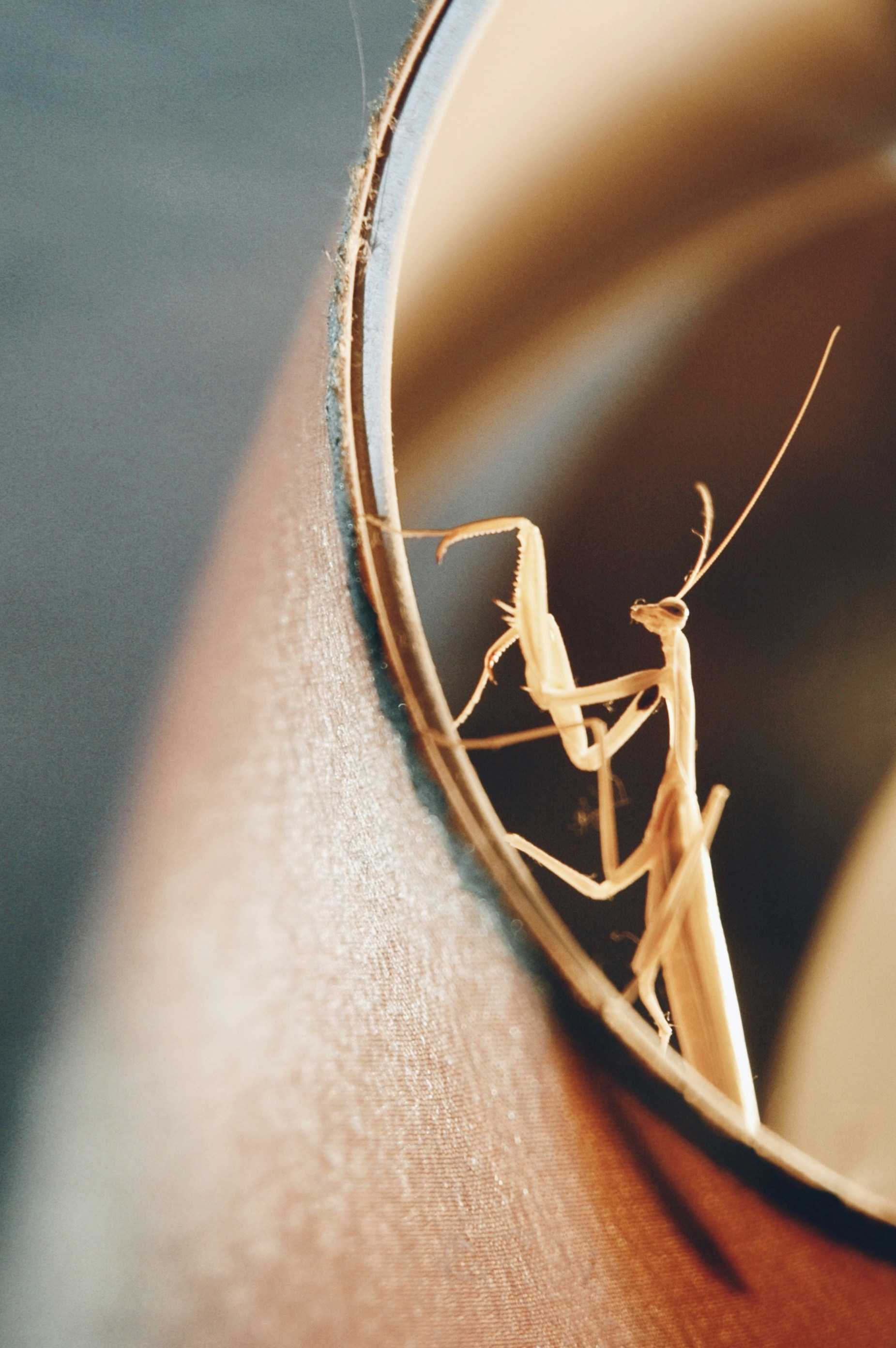 Mantid at the Circular Edge: a Macro Moment on a Copper Ring