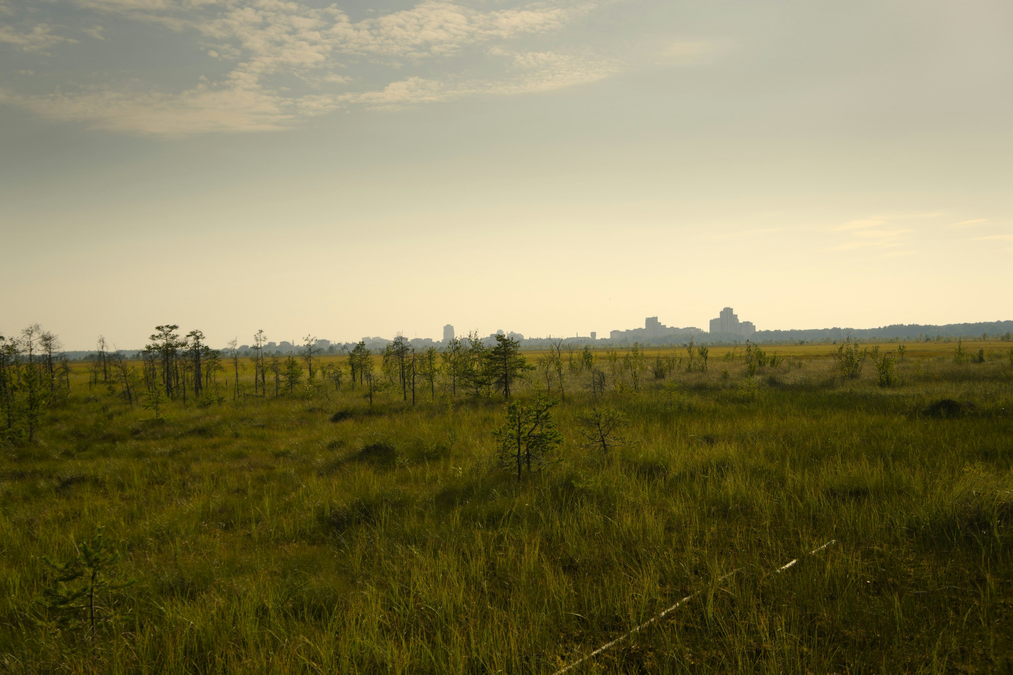Horizon Echo: Distant City Silhouette Across a Quiet Marsh at Golden Hour
