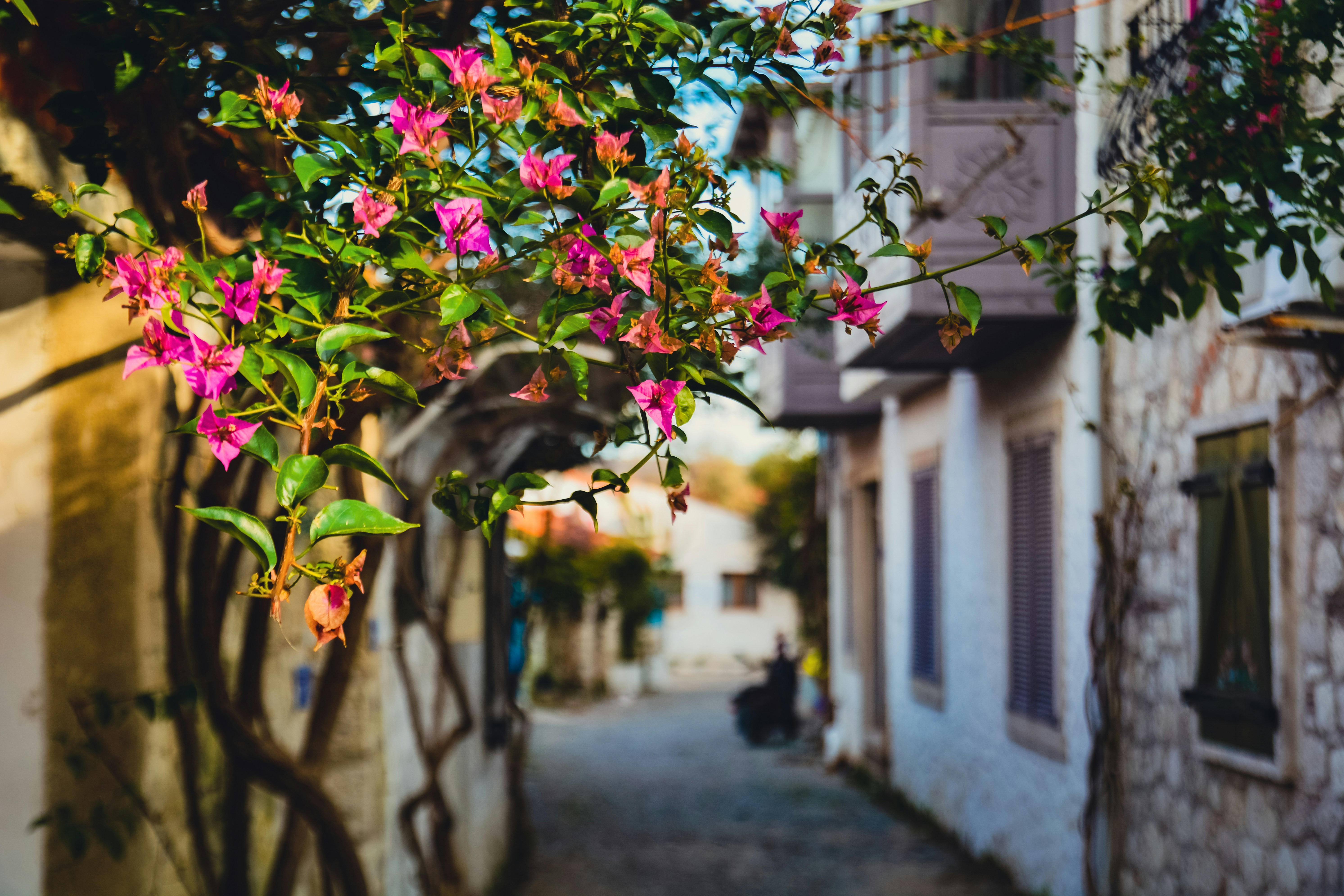 A colorful Aegean street in Izmir Cesme and flowers
