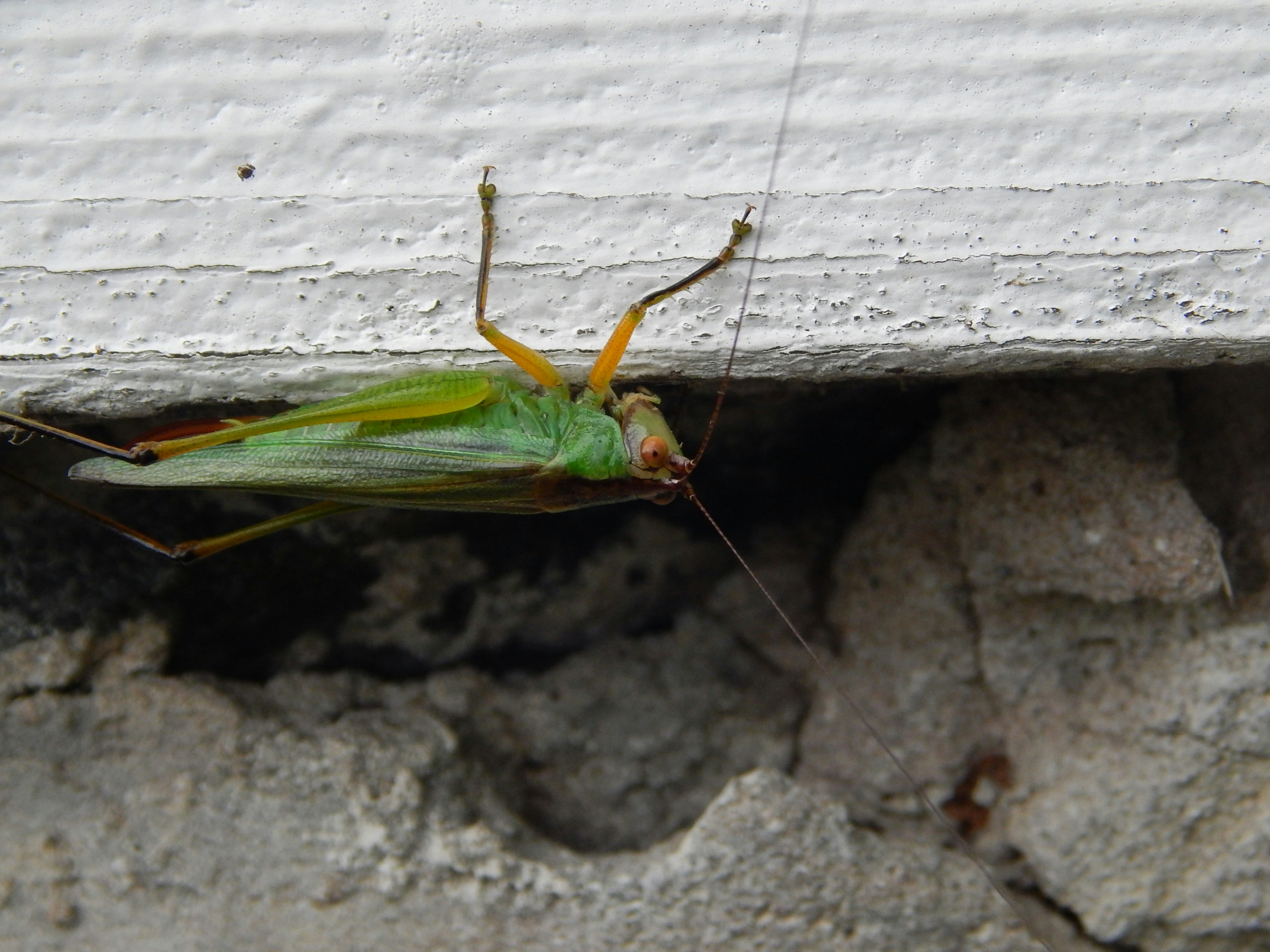 Green Leaf Mantid Clinging to a White Sill