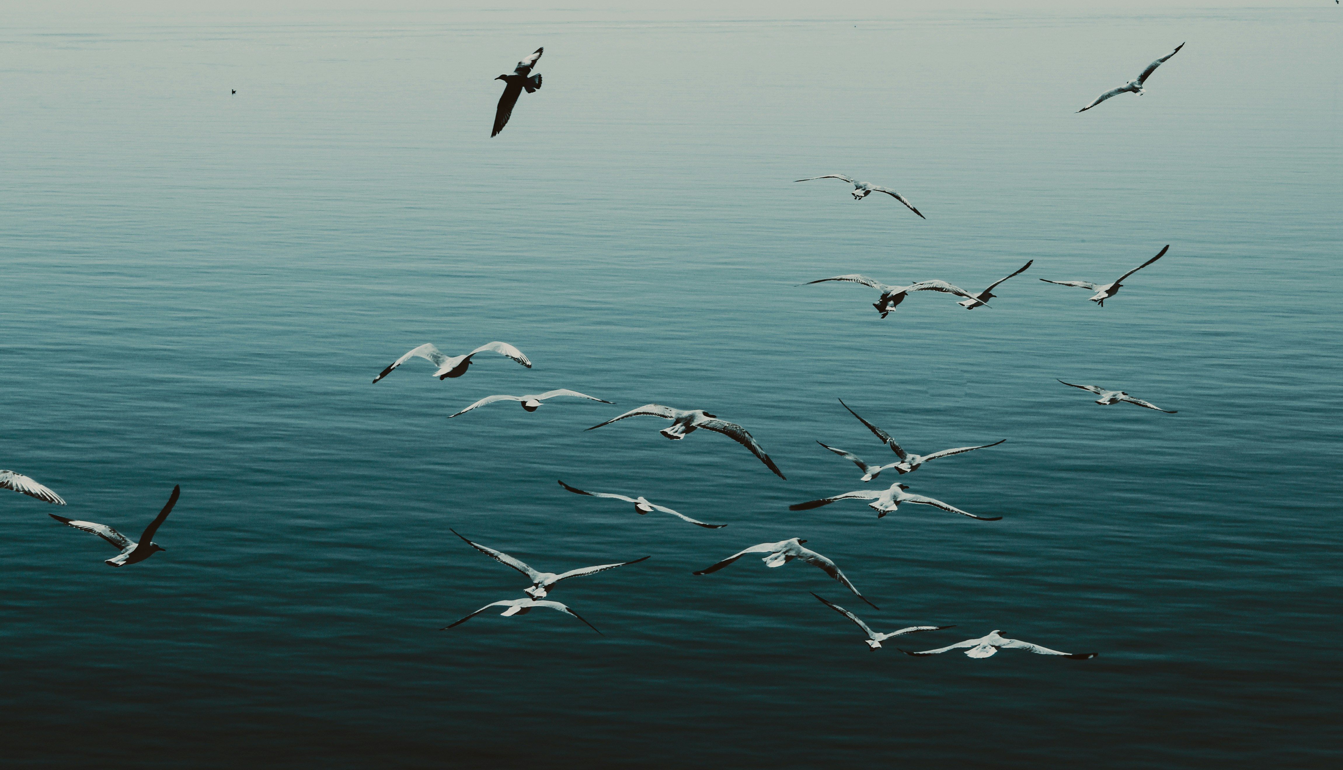 Glide of the Flock Across a Glassy Blue Sea