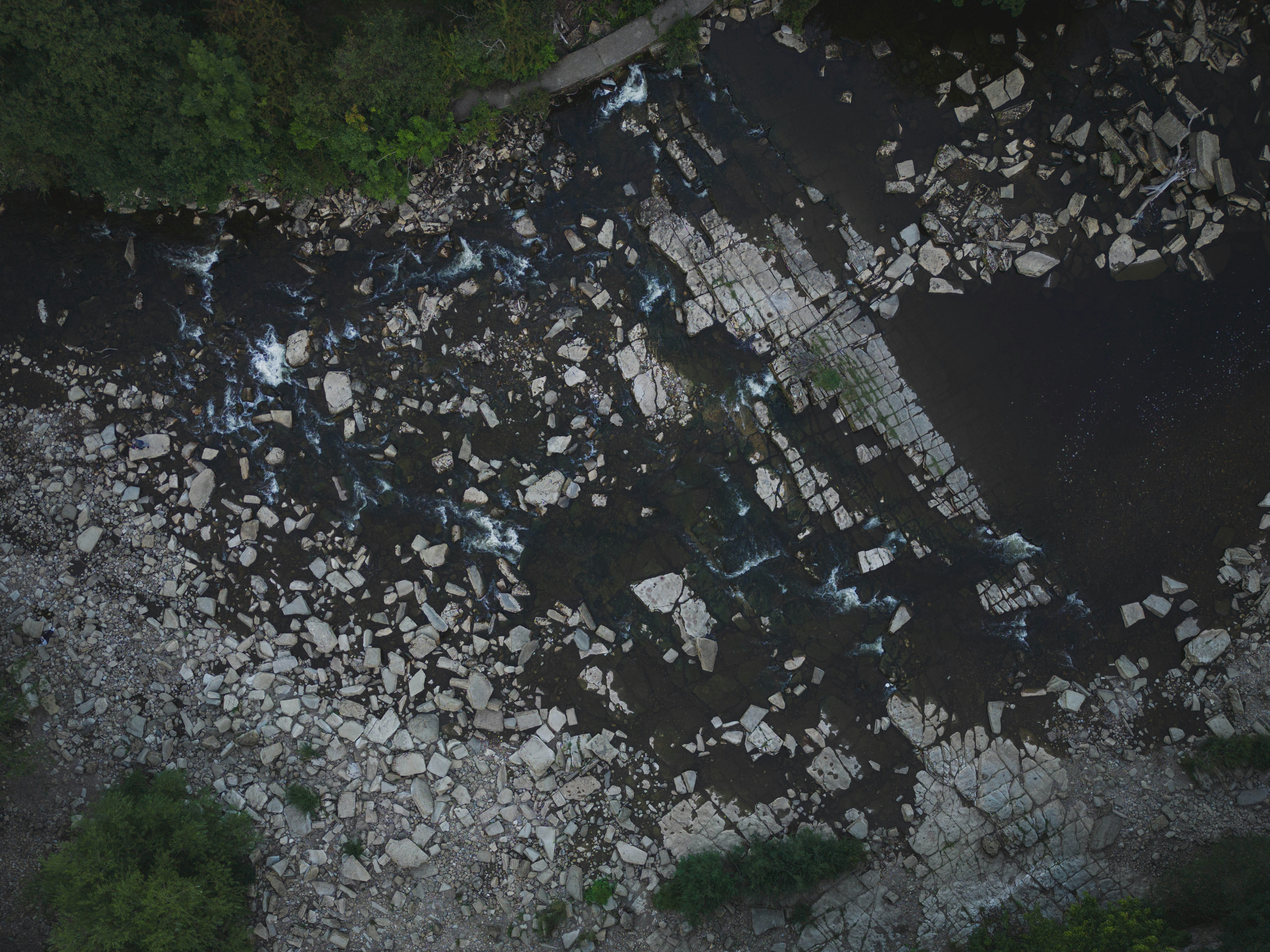a body of water with white flowers