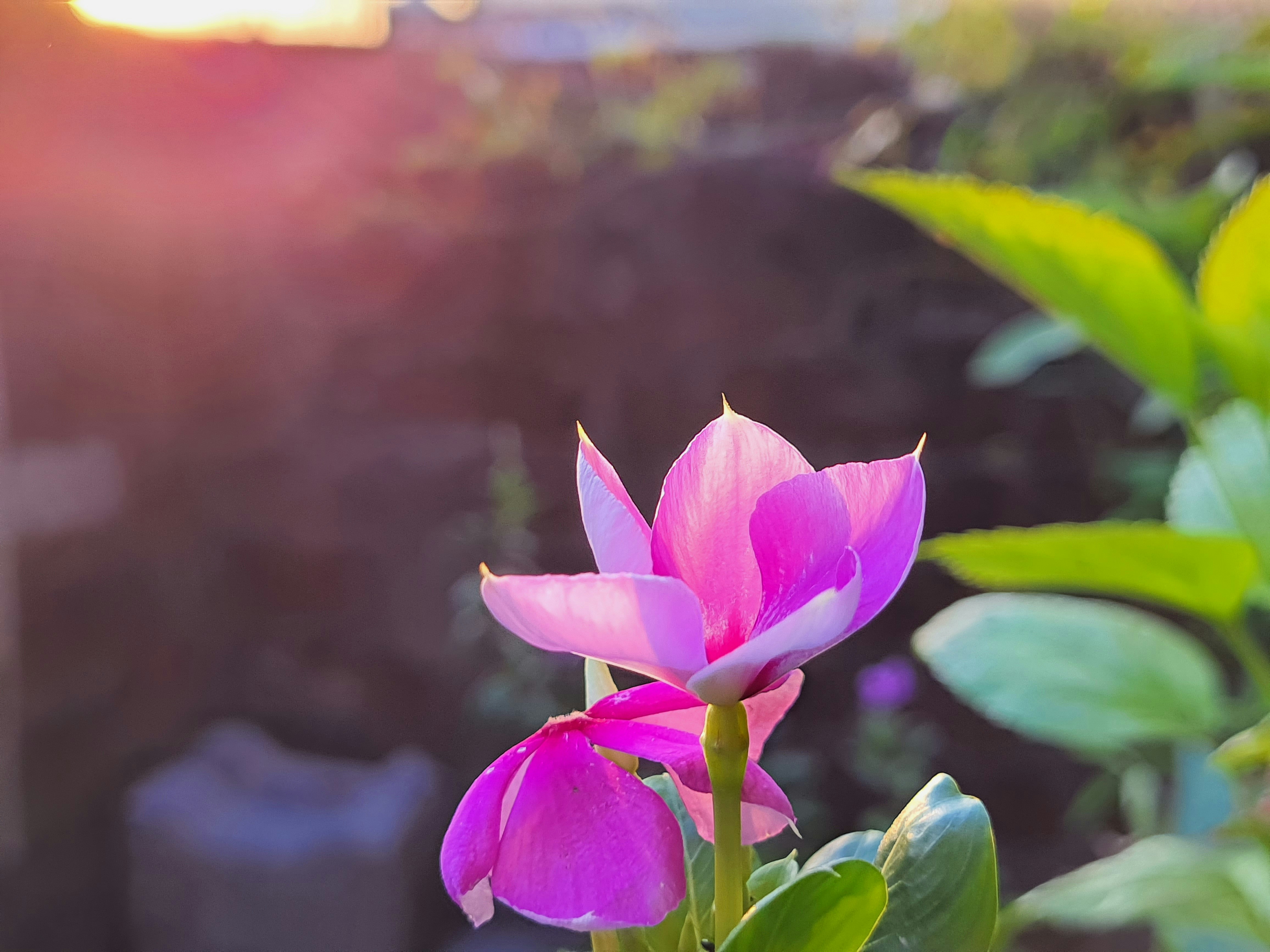 Pink Lotus in Soft Sunset Glow