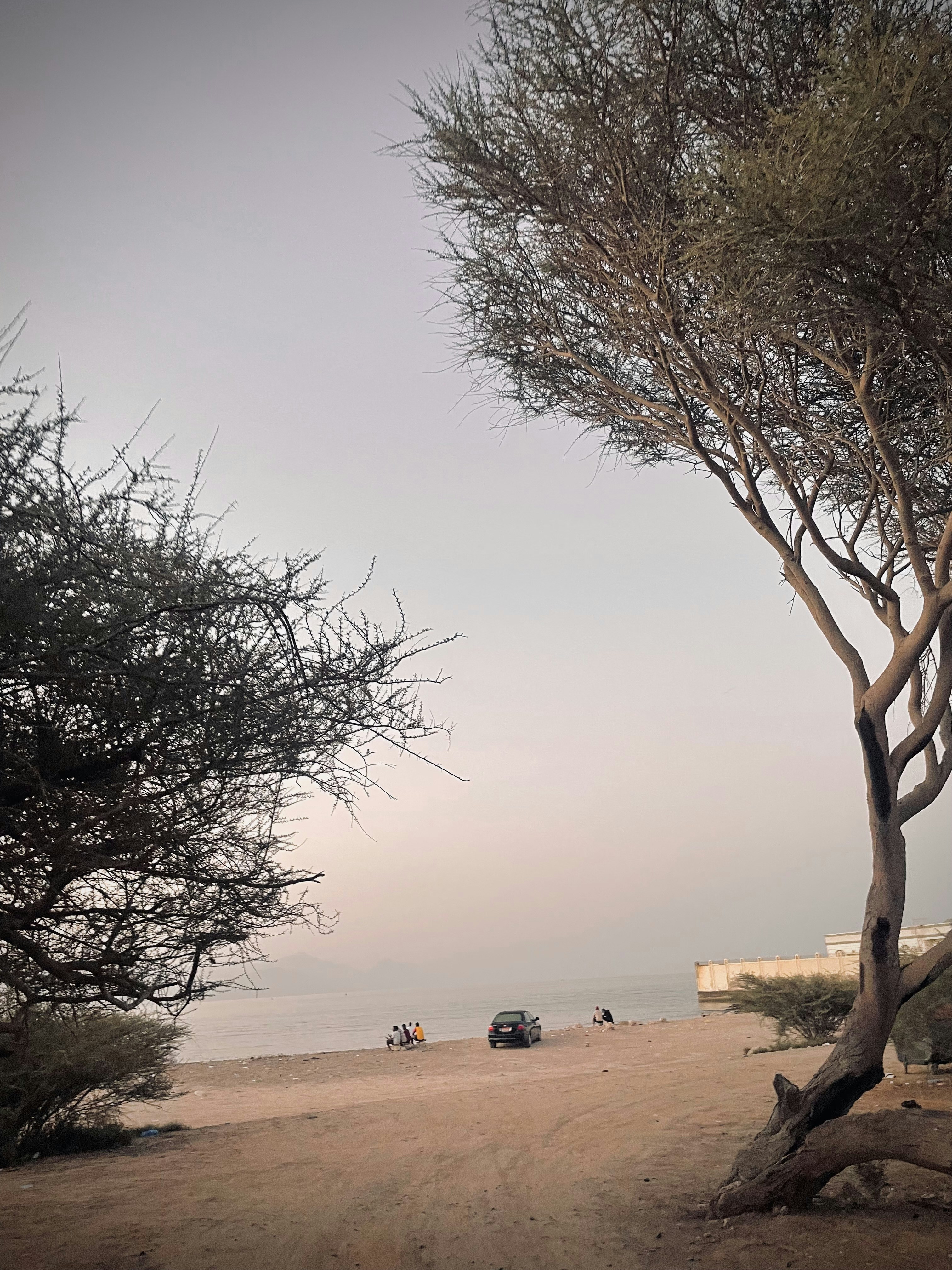 Coastal Calm: Beach, Car, and Windswept Trees at Dusk