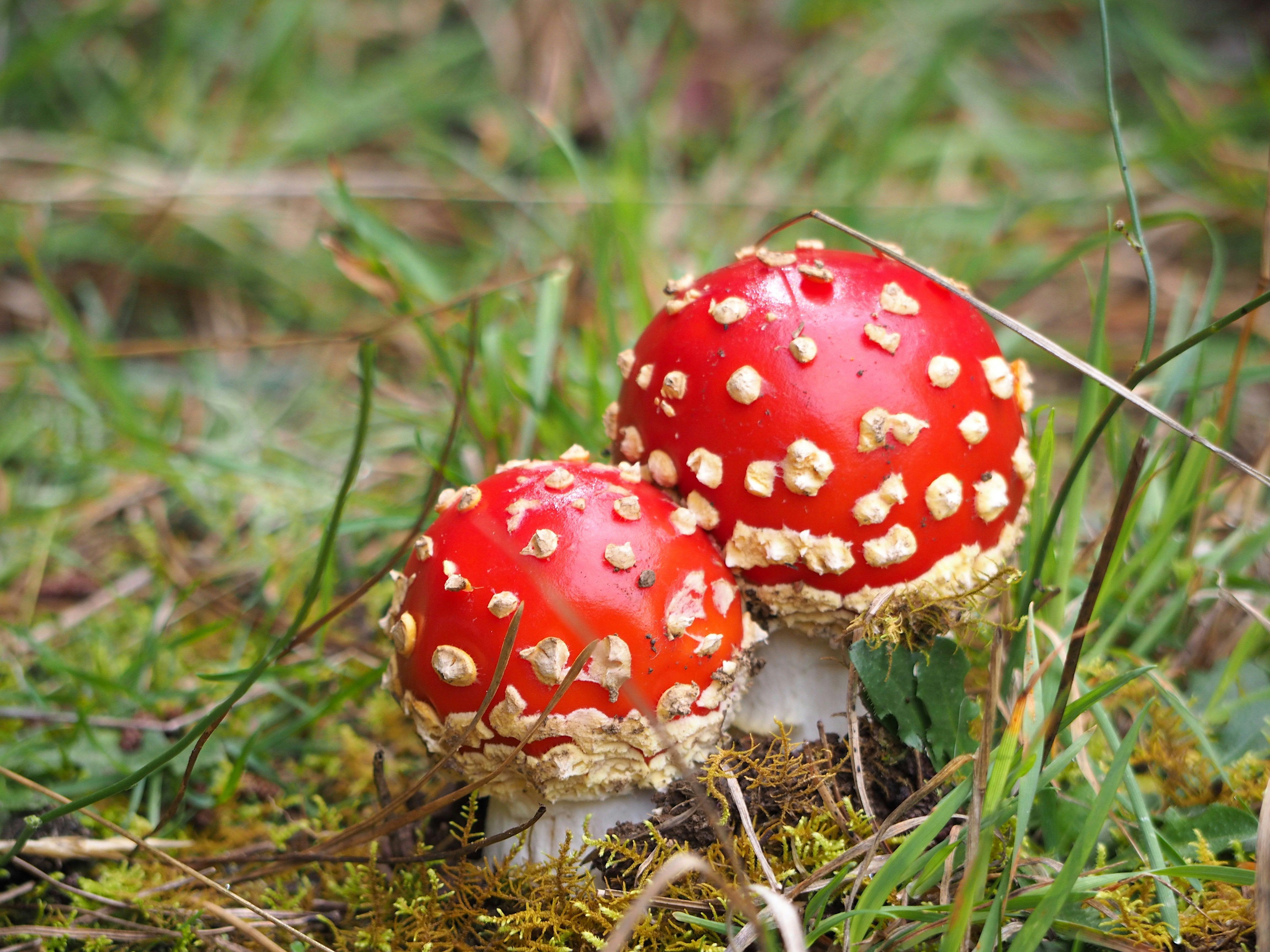 Un groupe de champignons rouges photo – Photo Champignon Gratuite sur ...