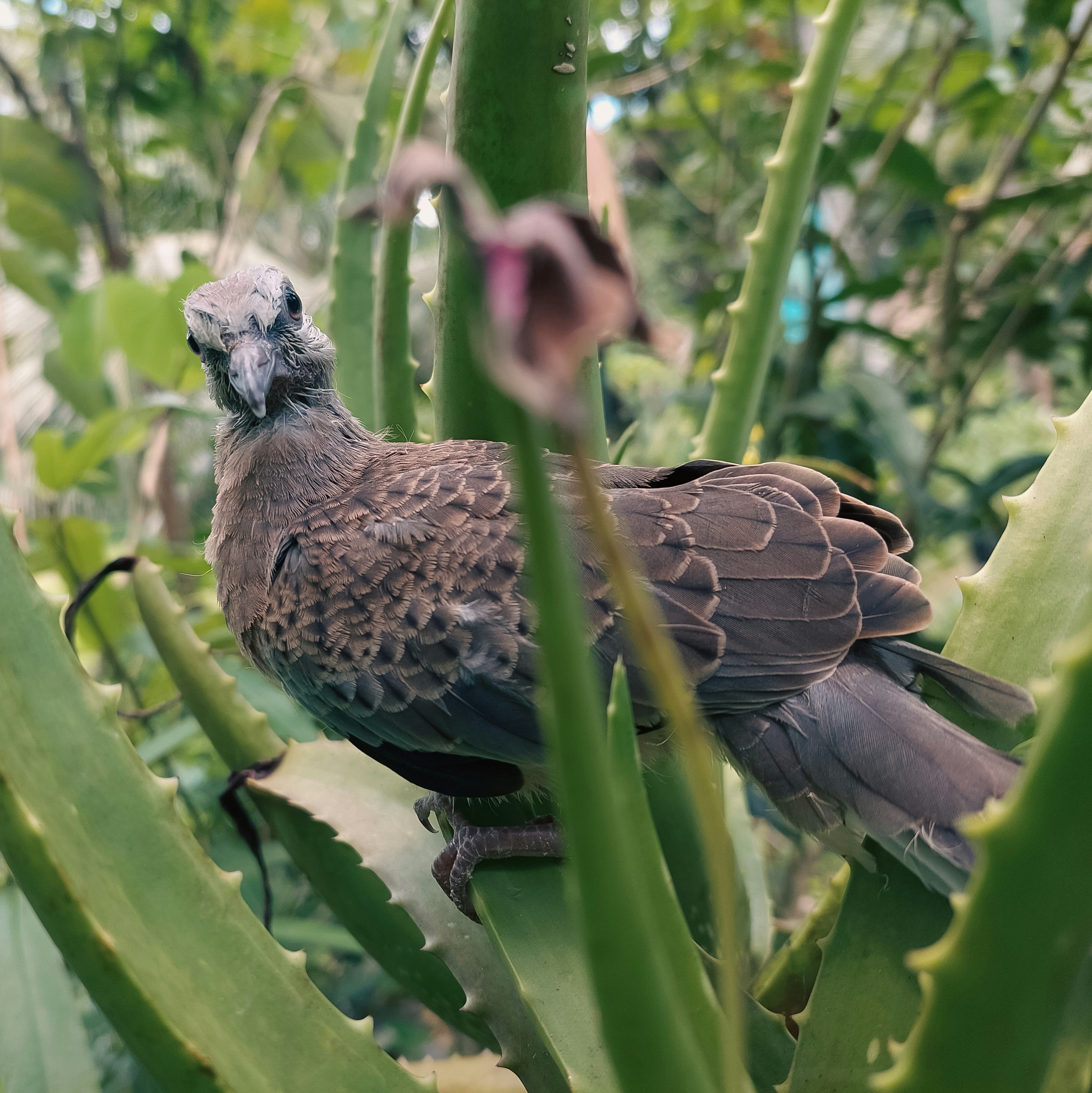 A bird perched among vibrant green foliage, showcasing its intricate feathers and curious expression. The scene reflects a moment of tranquility in a lush environment.