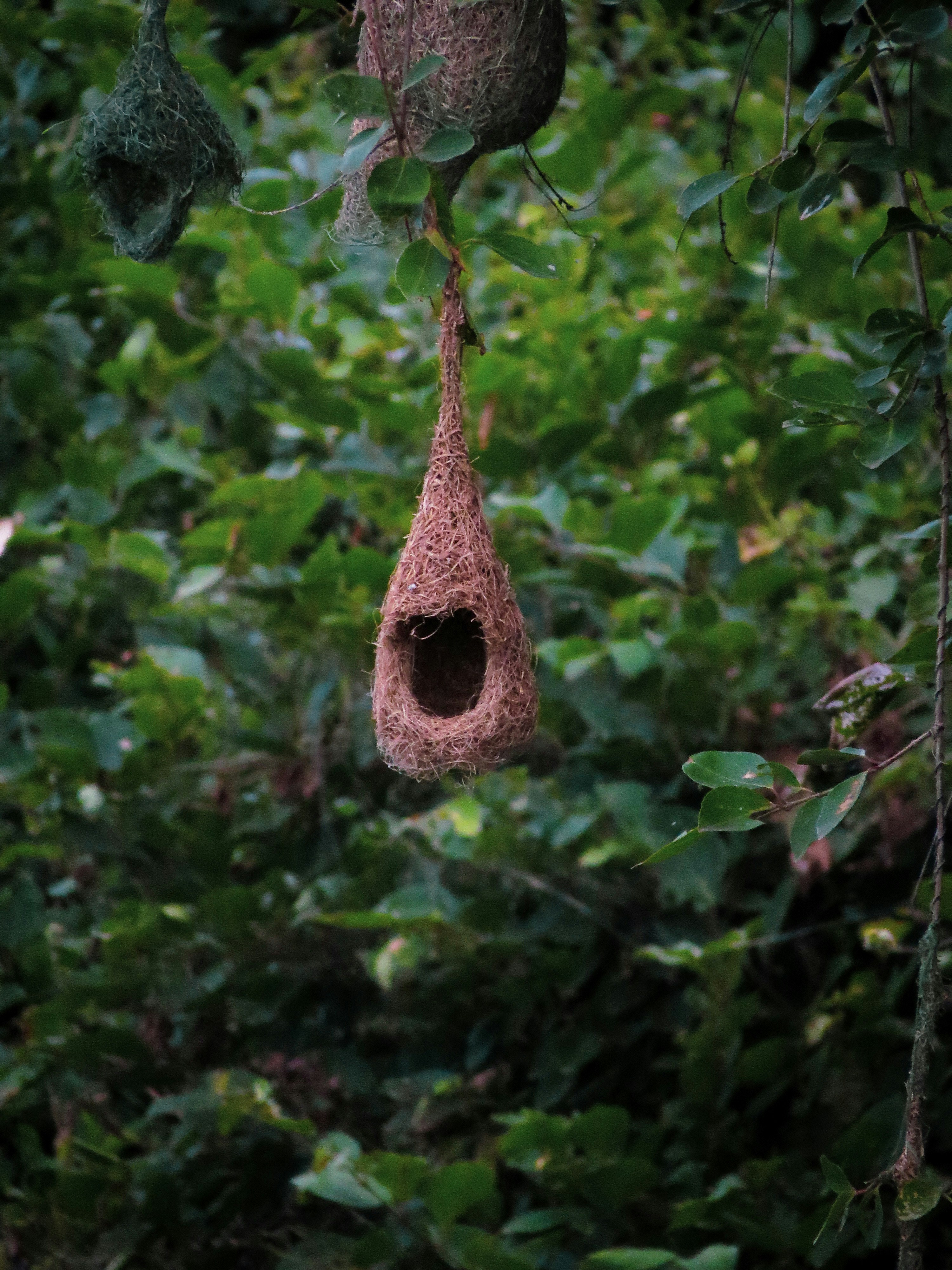 Natural Nest: A hanging reed-woven shelter suspended among green foliage
