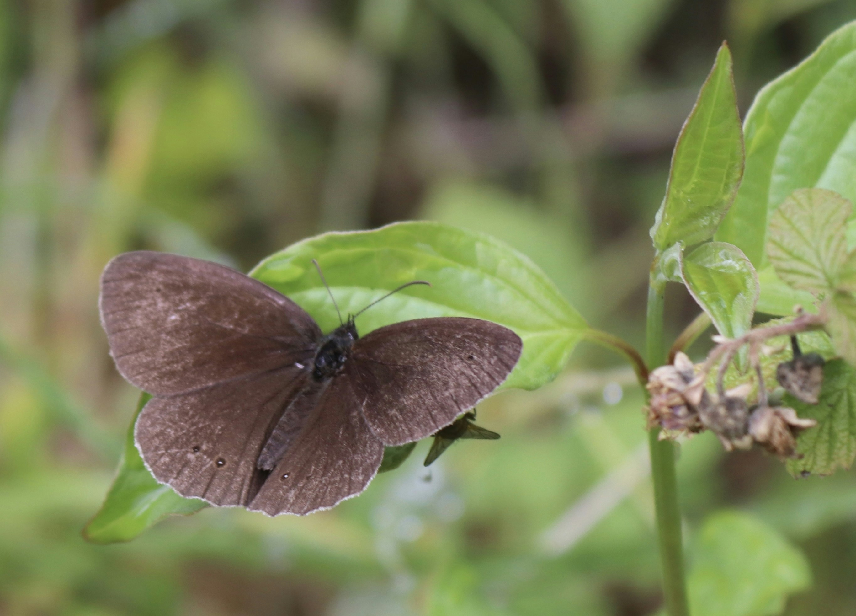 Brown butterfly in summer