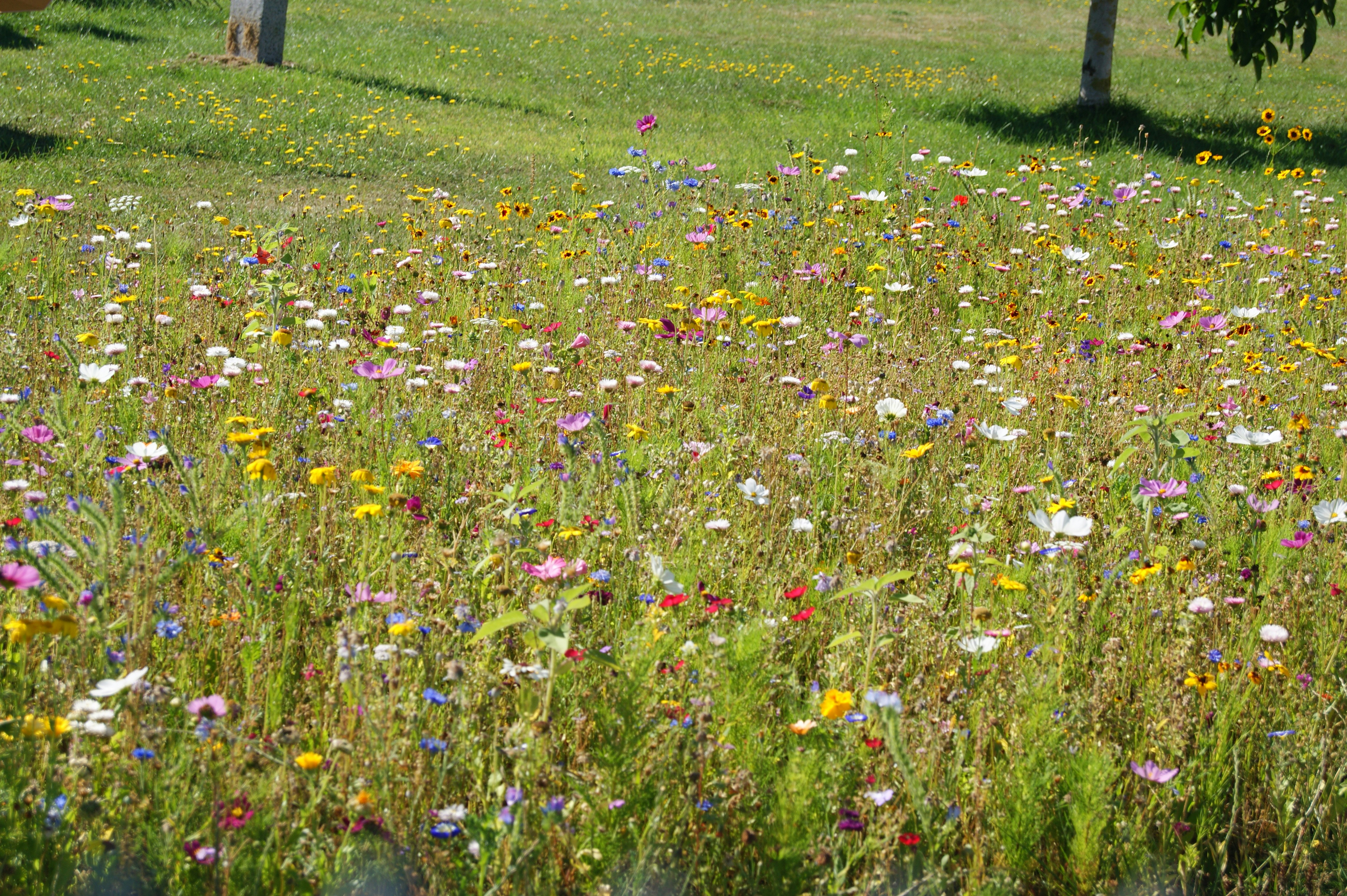 Vibrant wildflowers blanket a sunlit meadow with a few green trees visible in the background, conveying a carefree park scene.
