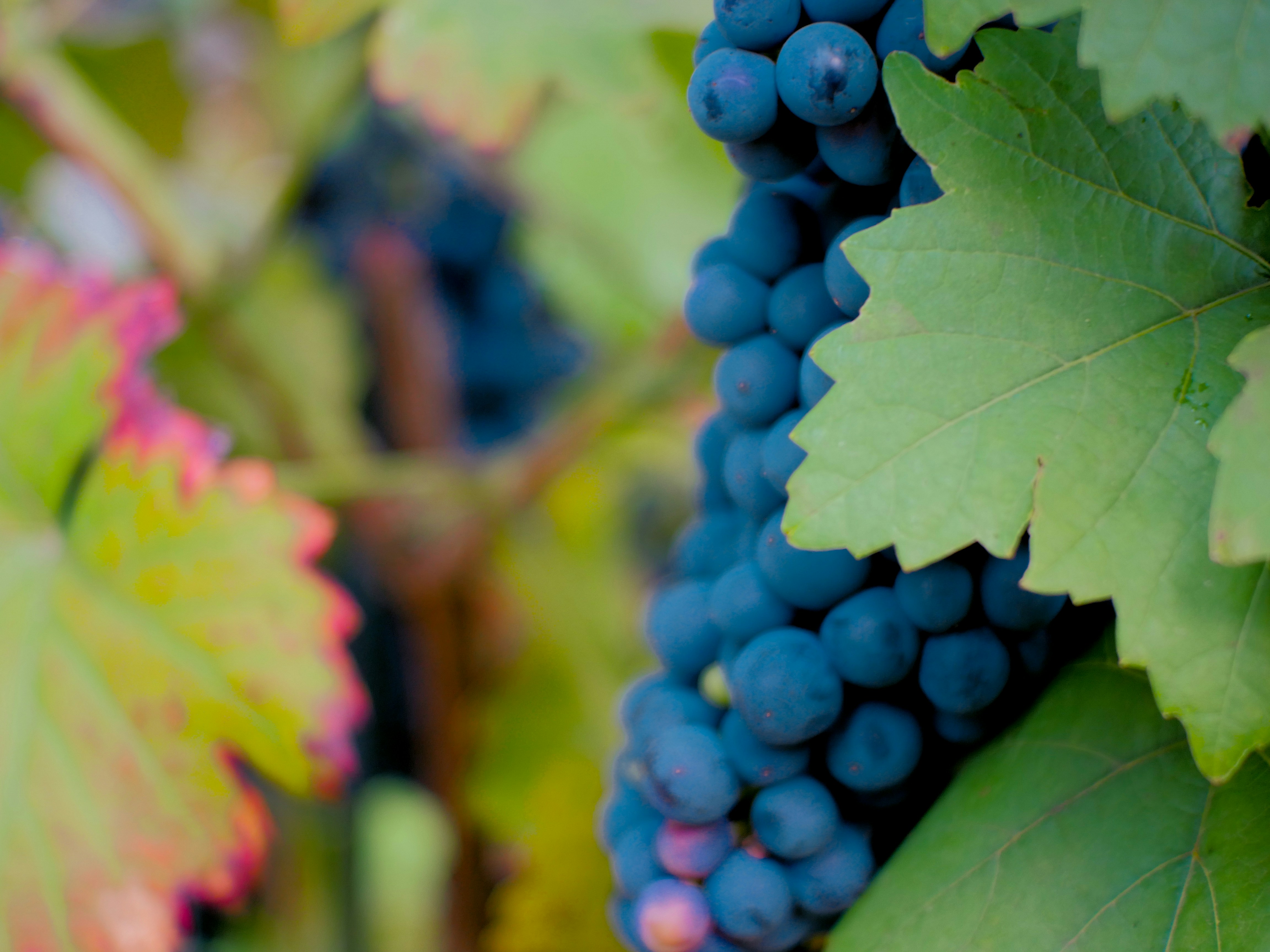 Black grapes on a vine