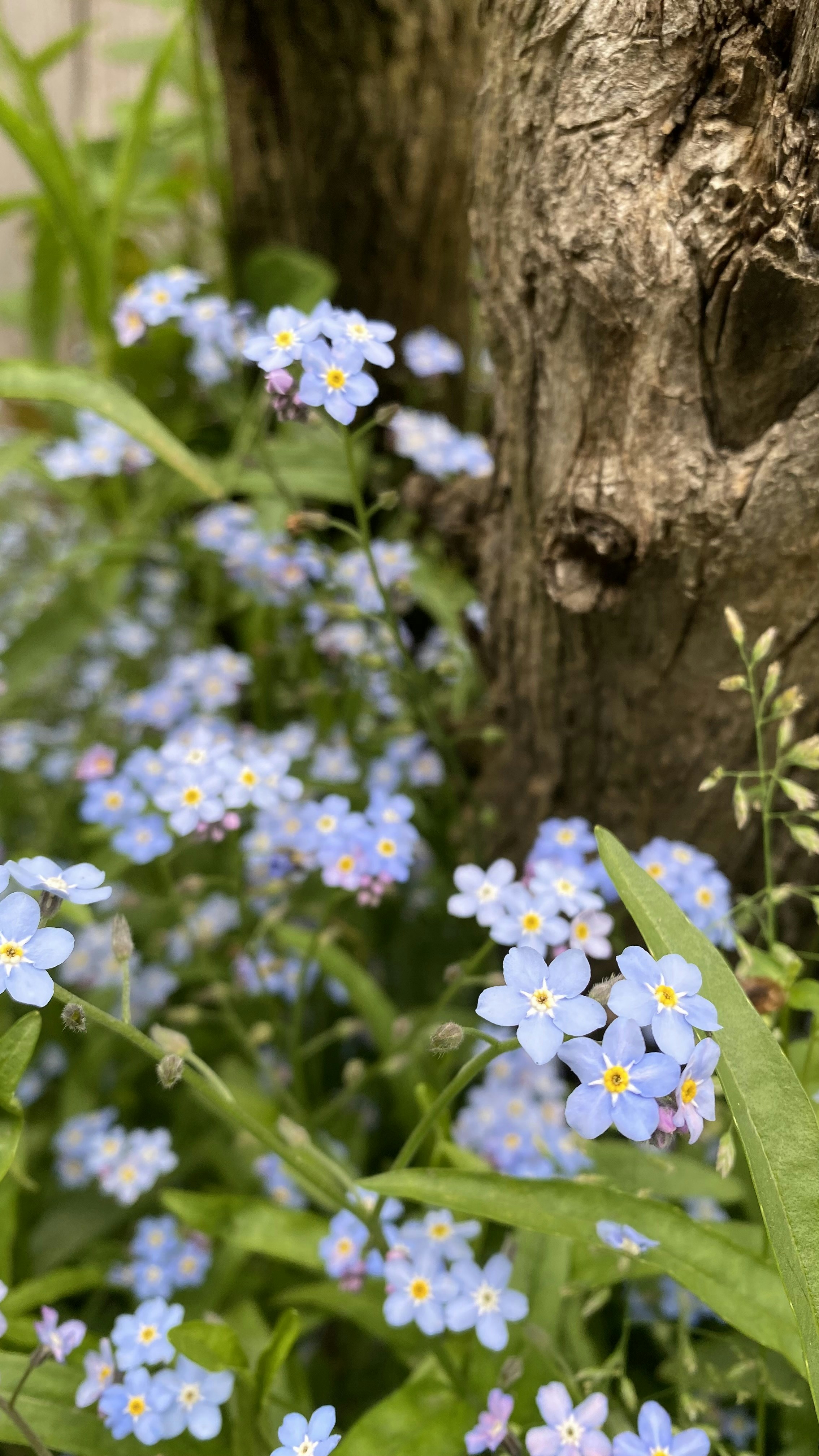 Foto Un tronco de árbol con flores azules – Imagen Árbol gratis en Unsplash