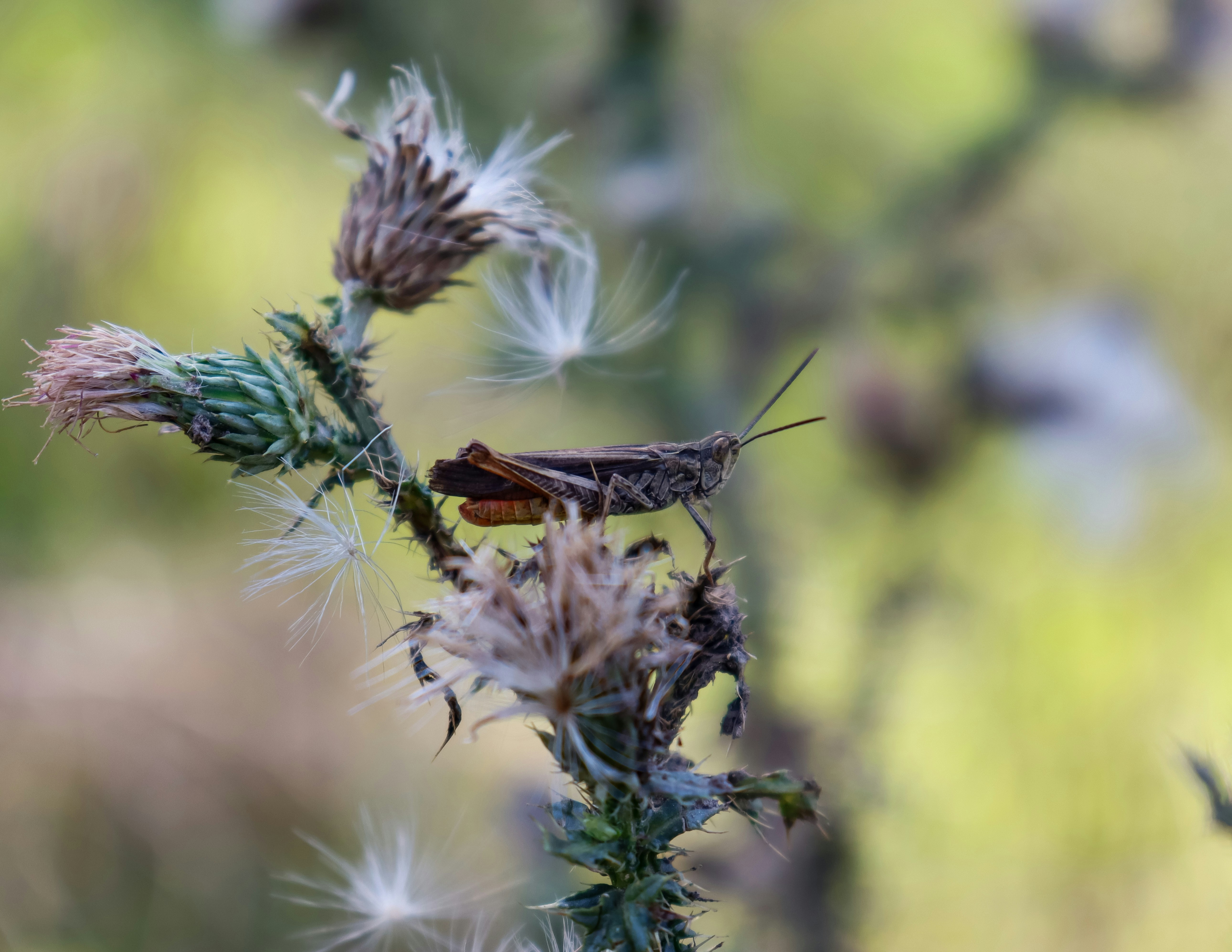 Grasshopper resting on a thistle flower with blurred green background.