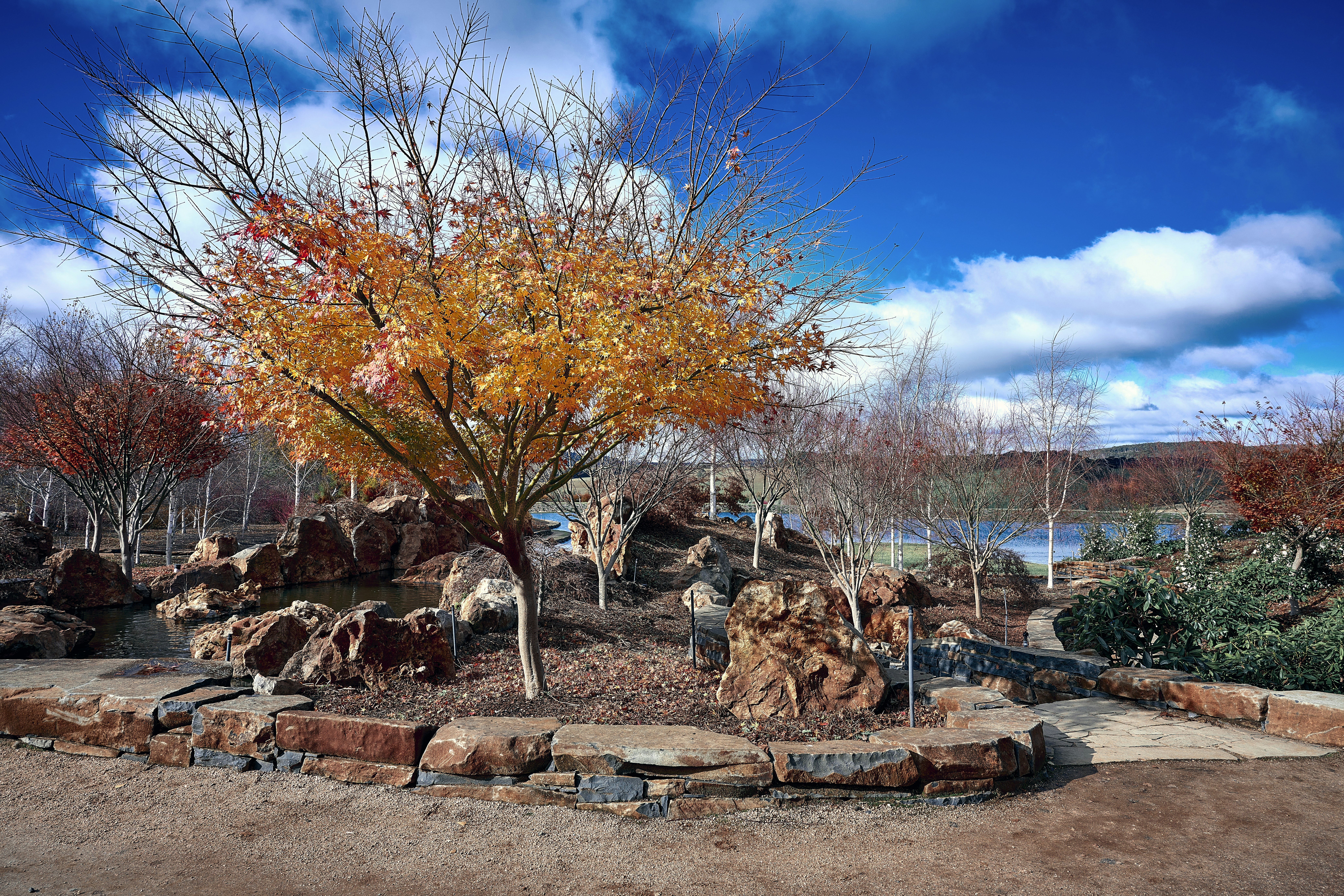 Un arbre dans une zone rocheuse photo – Photo Oberon NSW Gratuite sur ...