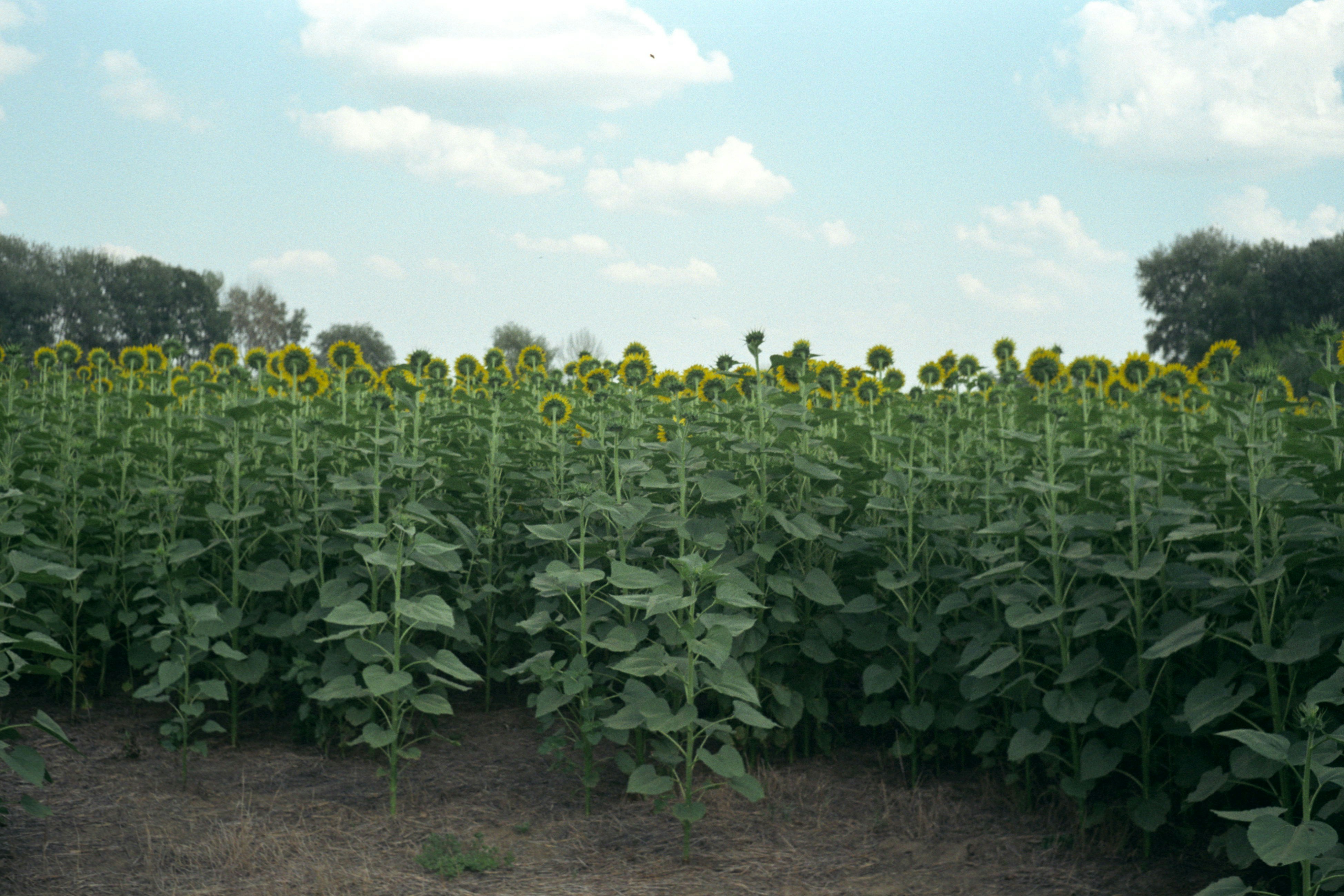Vibrant field of sunflowers stretching towards a blue sky, showcasing their bright yellow heads. The lush green foliage creates a rich tapestry beneath them.