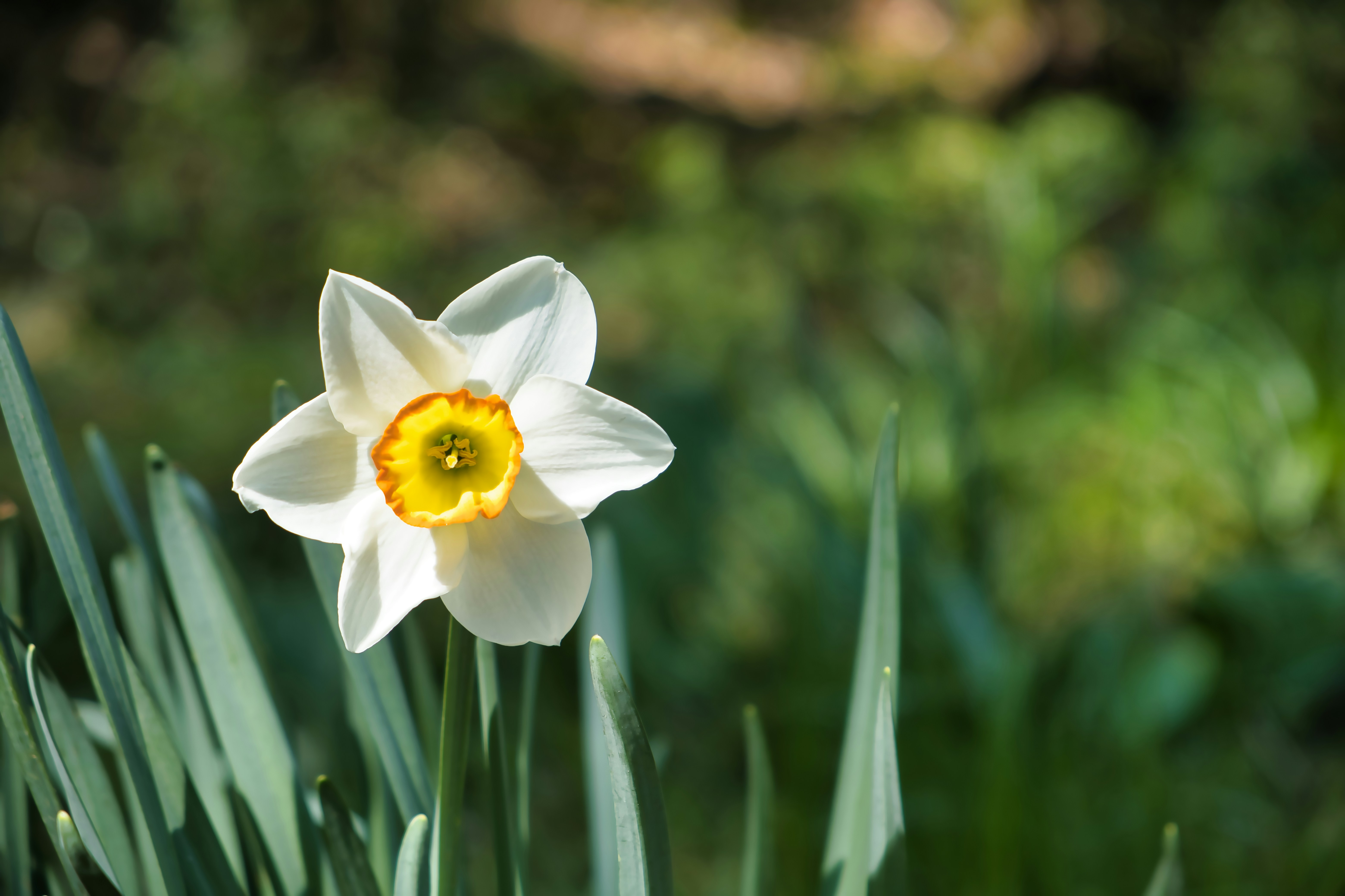 White daffodil with a yellow center standing out against a blurred green background.