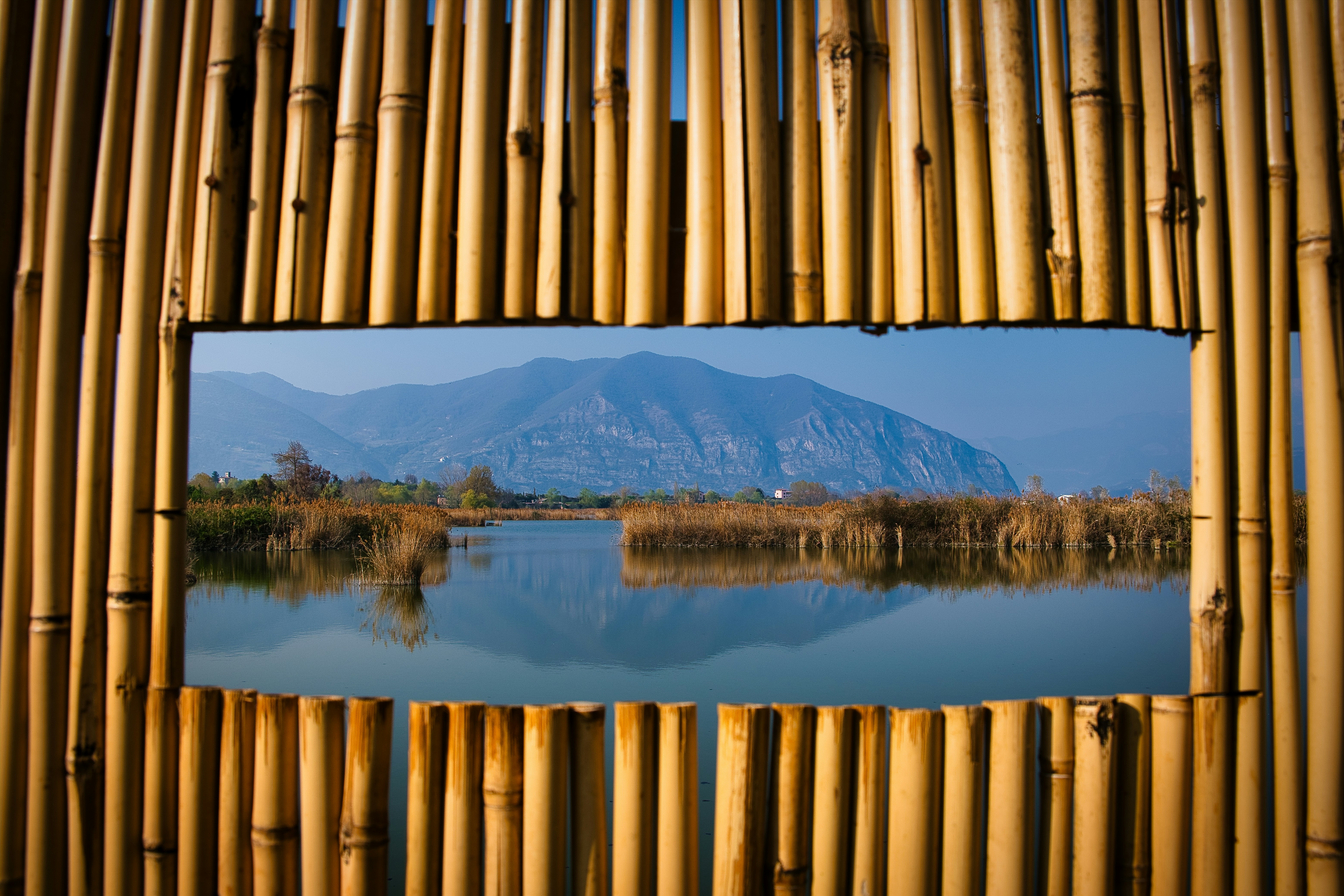 Bamboo Window, Mountain Lake: A Quiet Reflection Framed in Golden Rods