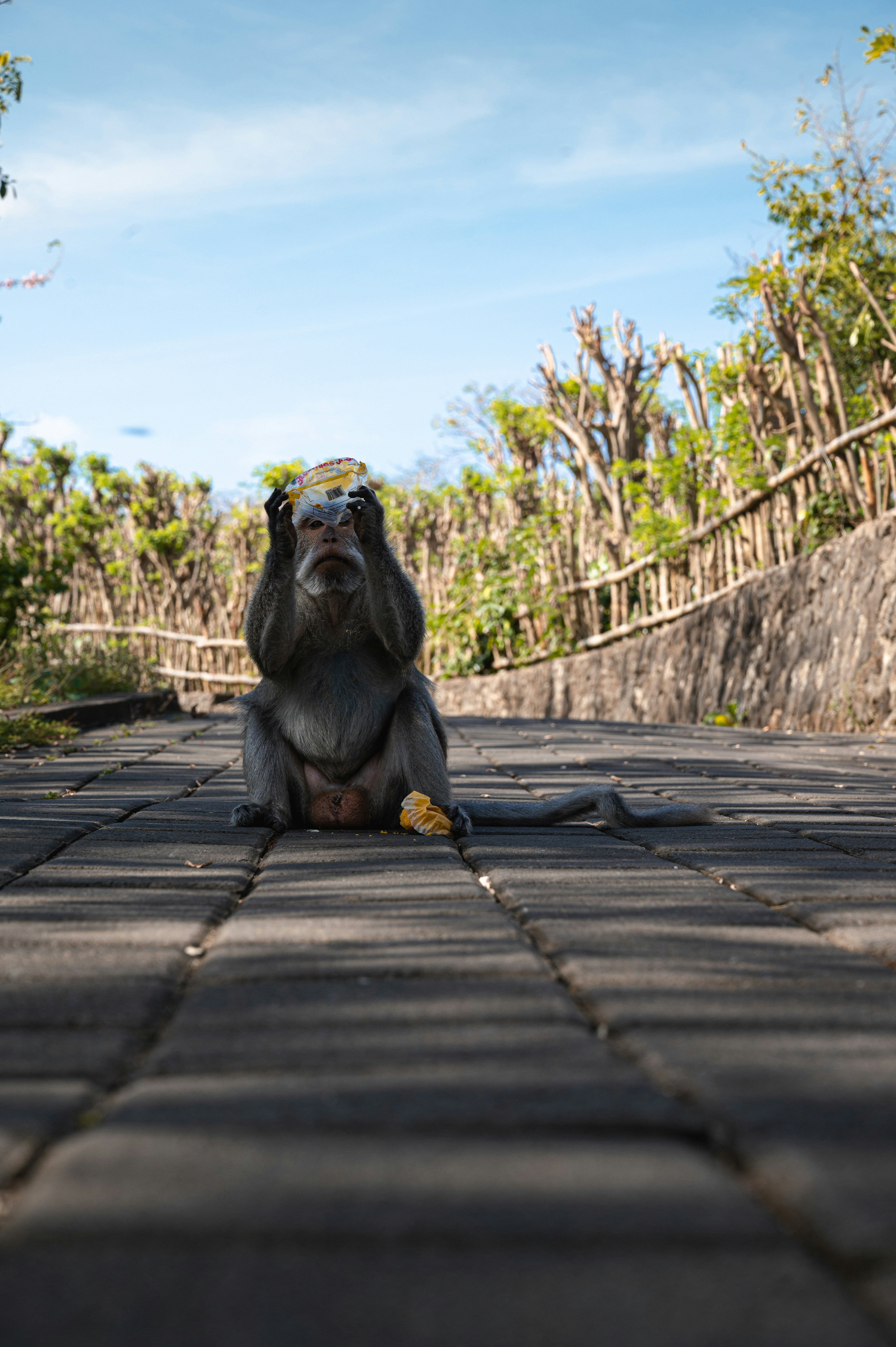a monkey sitting on a wooden deck