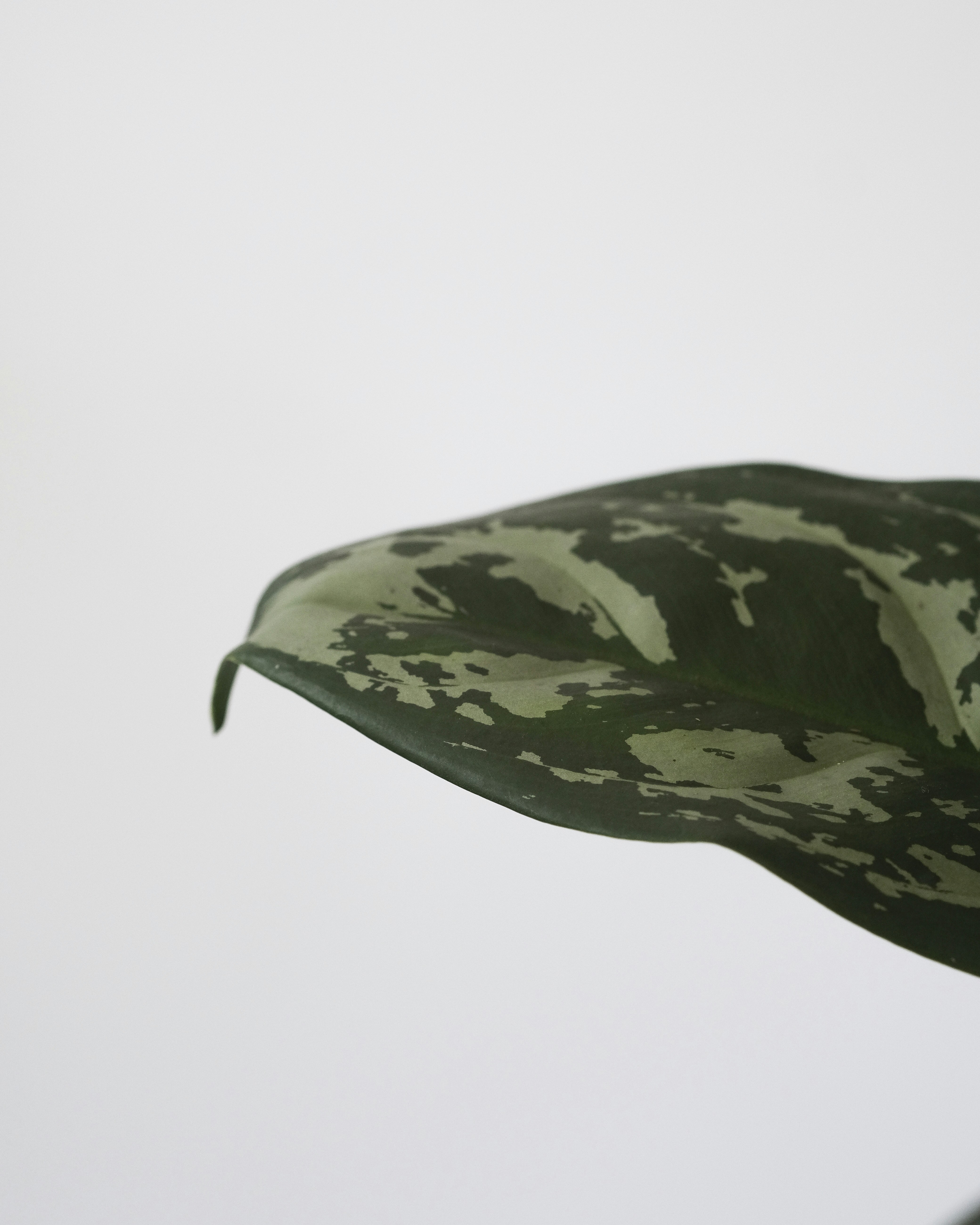 Whisper of Camouflage: A solitary variegated leaf on a pale canvas