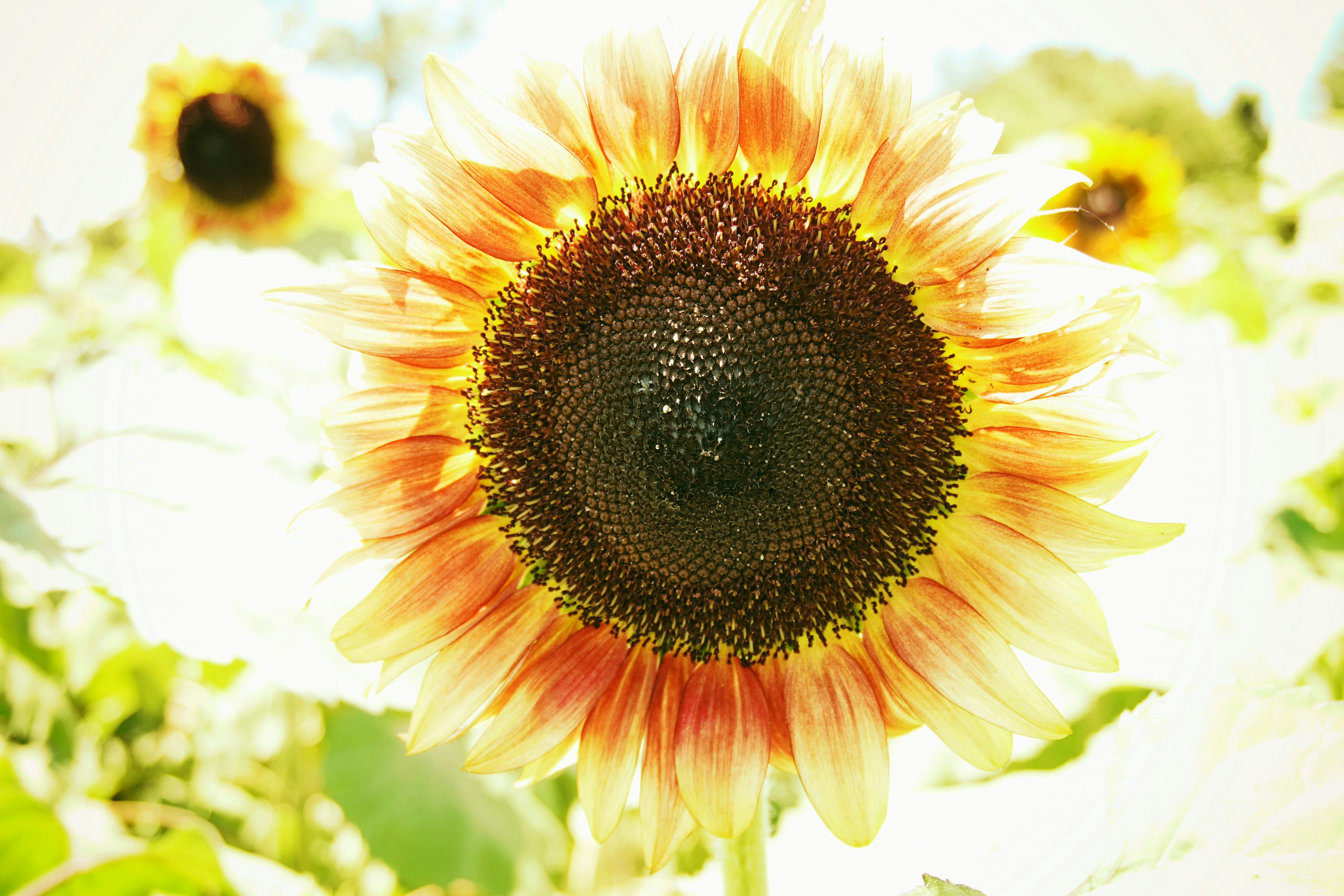 Girassol Close Up Fotos | Baixe imagens gratuitas na Unsplash