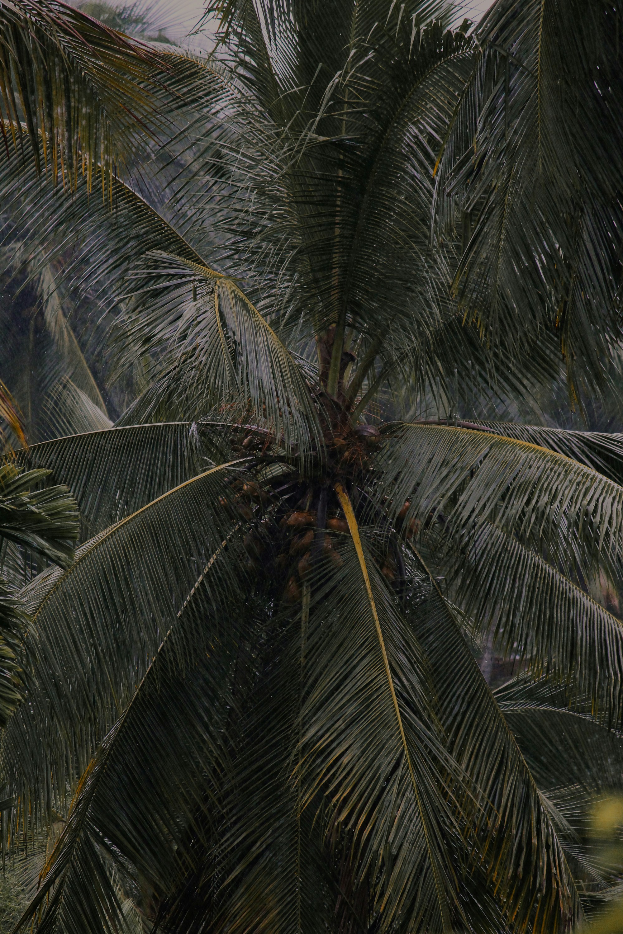 A group of palm trees photo – Free Vegetation Image on Unsplash